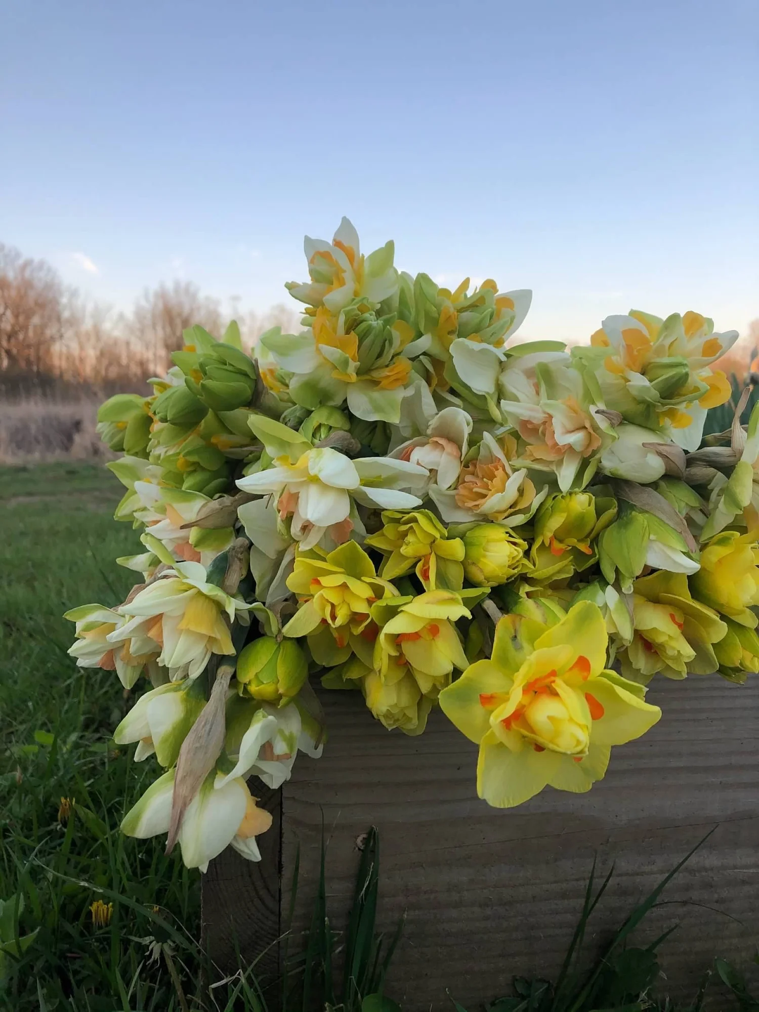 How to Grow Daffodils (Narcissus) for a Beautiful, Low-Maintenance ...