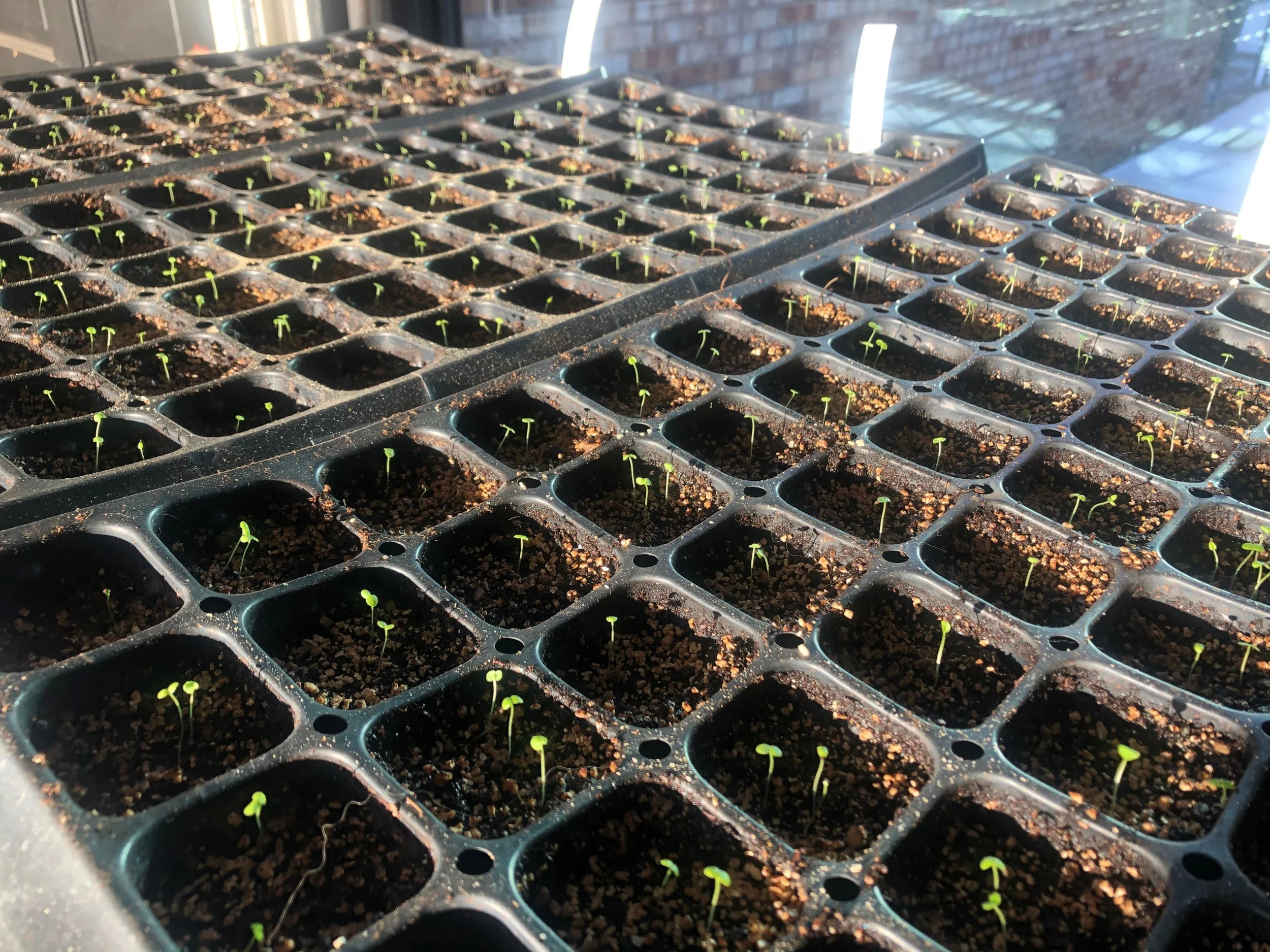 Seed-Starting 101: Build Your Indoor Station to Kickstart Your Flower ...