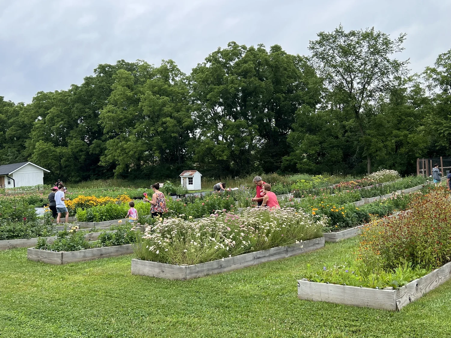 Are Raised Garden Beds Worth It for Flower Farming? Pros, Cons, and How ...