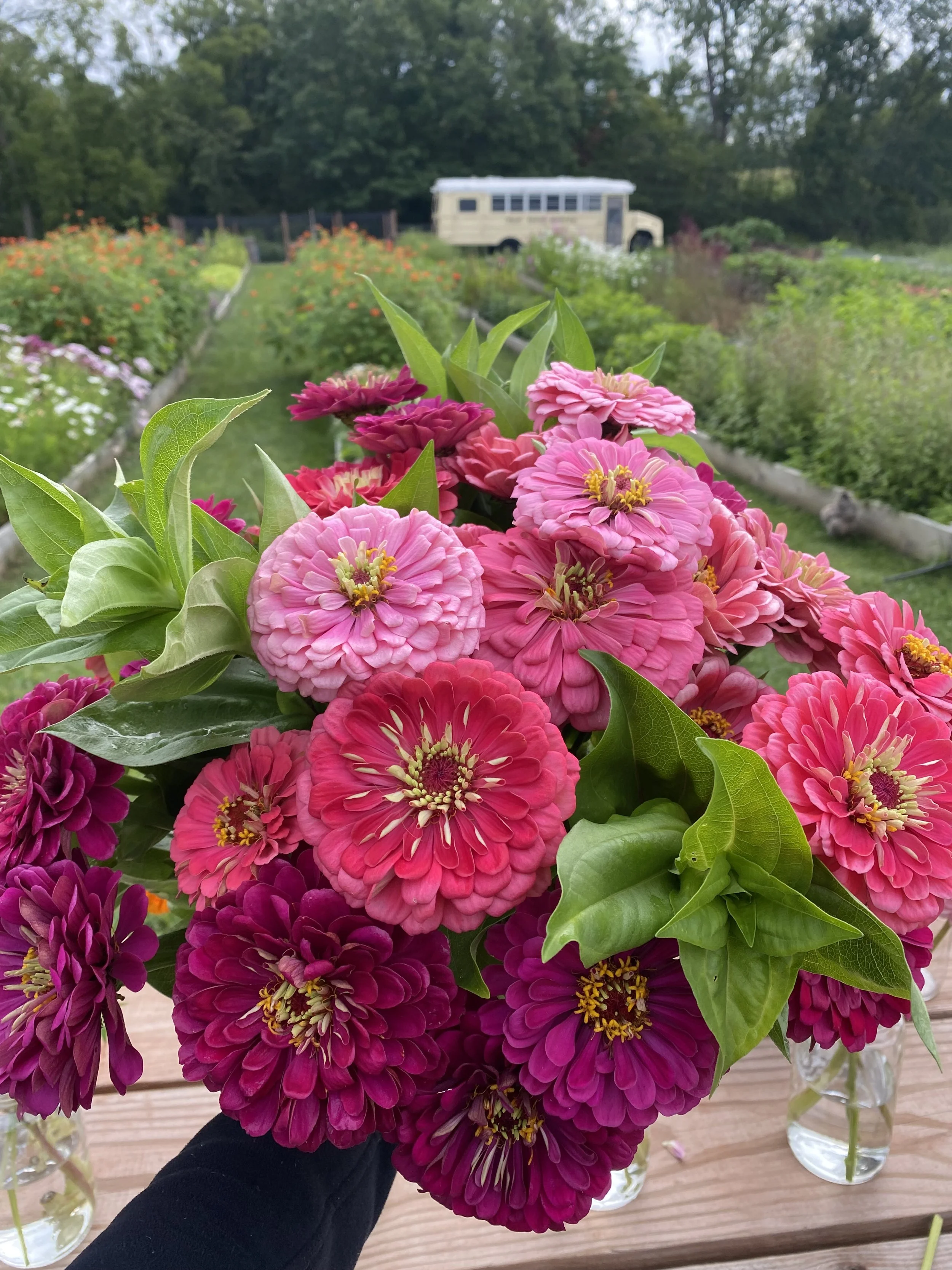 Three Must-Grow Zinnia Varieties — Lynsey Taulbee