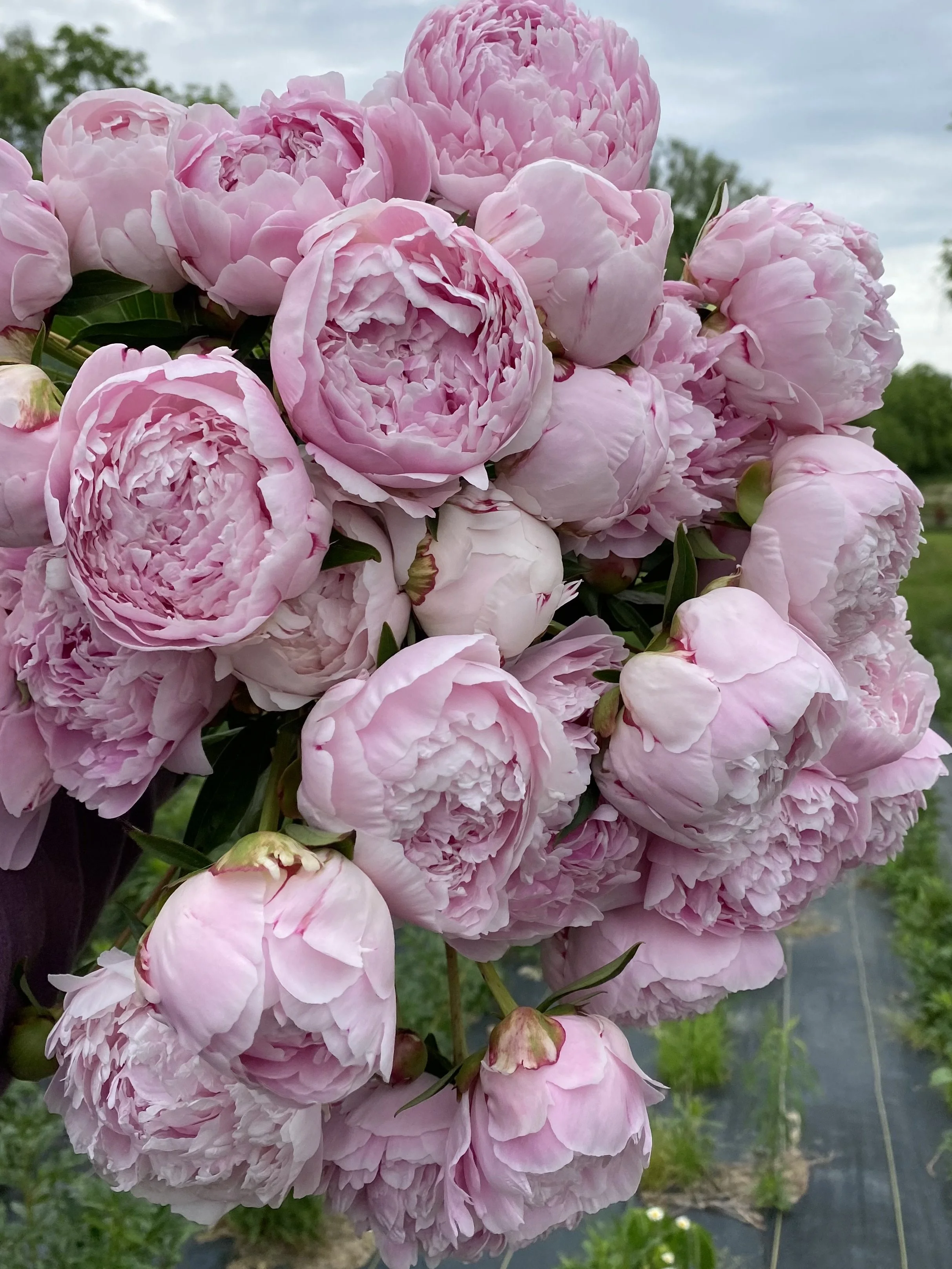 Peonies: How to Grow, Profit, and More — Lynsey Taulbee