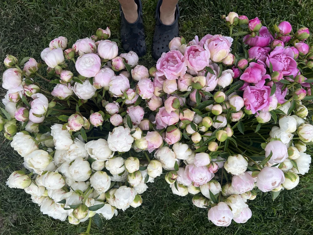 Peonies: How to Grow, Profit, and More | Lynsey Taulbee