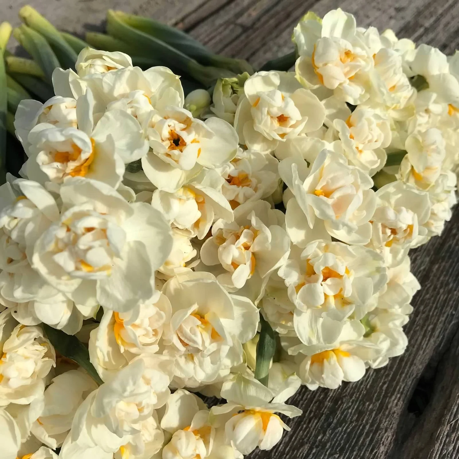 How to Grow Daffodils (Narcissus) for a Beautiful, Low-Maintenance ...
