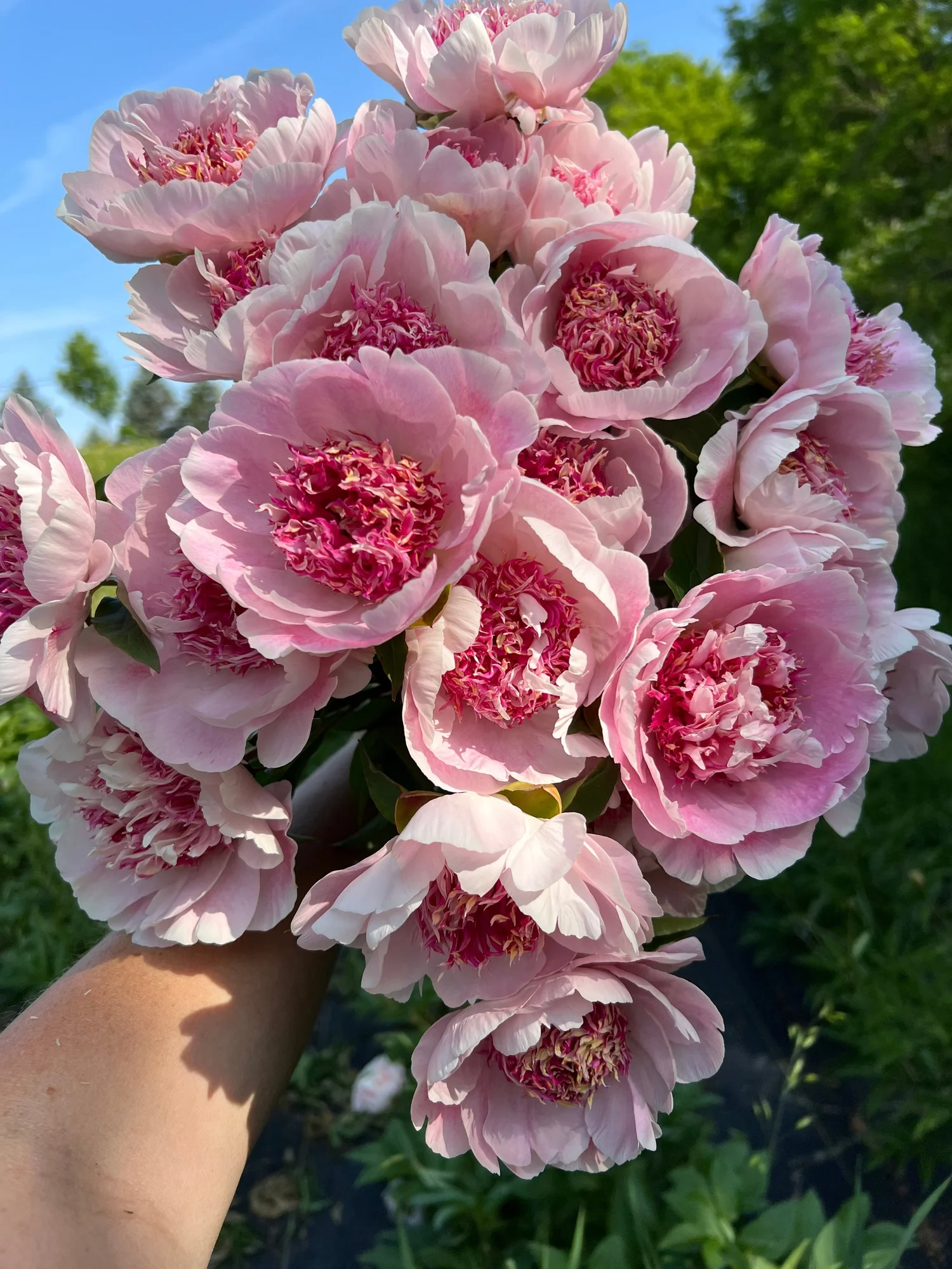 The Benefits of Growing Peonies on Your Flower Farm — Lynsey Taulbee