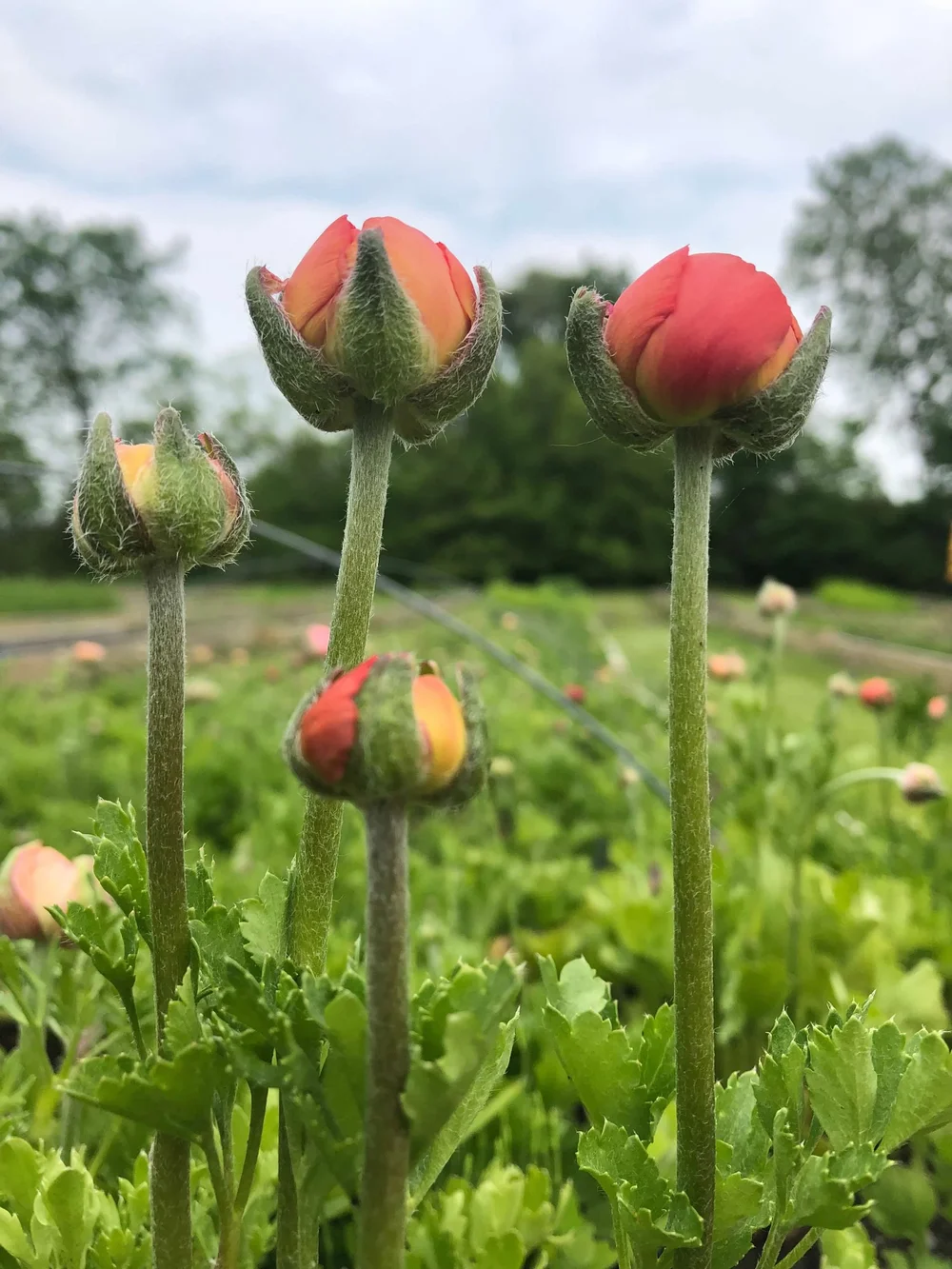 How to Grow Ranunculus — Lynsey Taulbee