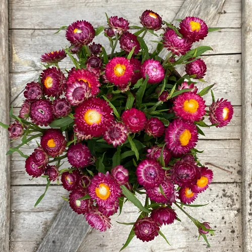 10 Tried and True Cut Flowers for Your Garden — Lynsey Taulbee
