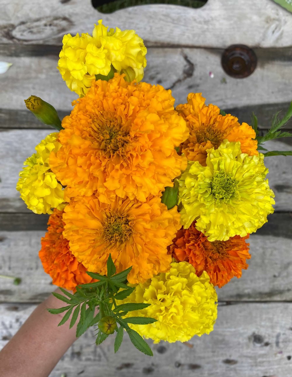 10 Tried and True Cut Flowers for Your Garden — Lynsey Taulbee