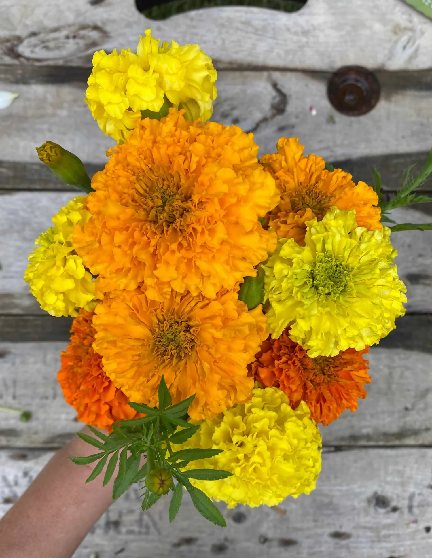 10 Tried and True Cut Flowers for Your Garden — Lynsey Taulbee