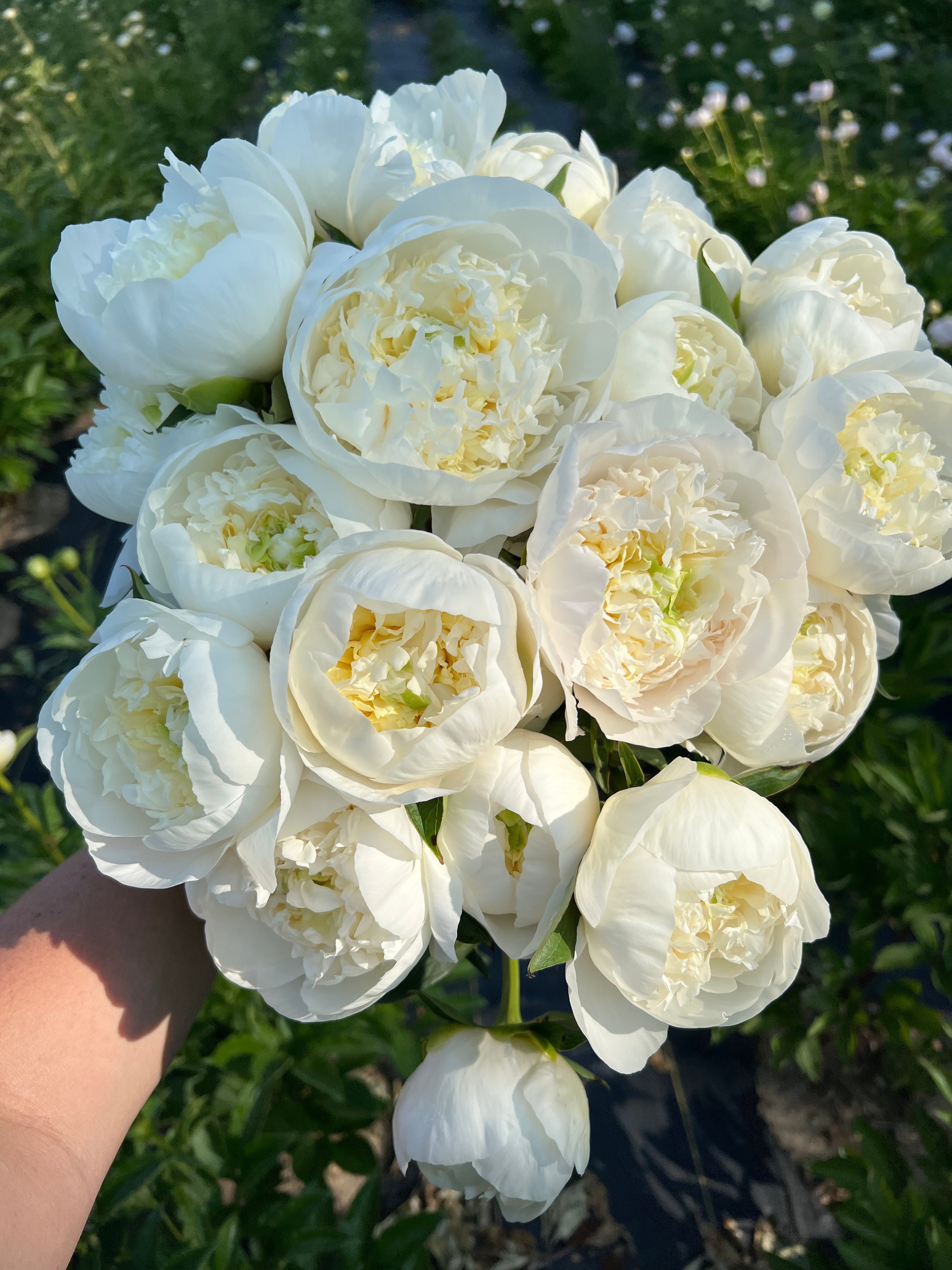 10 Must-Grow Peony Varieties for Flower Farmers — Lynsey Taulbee