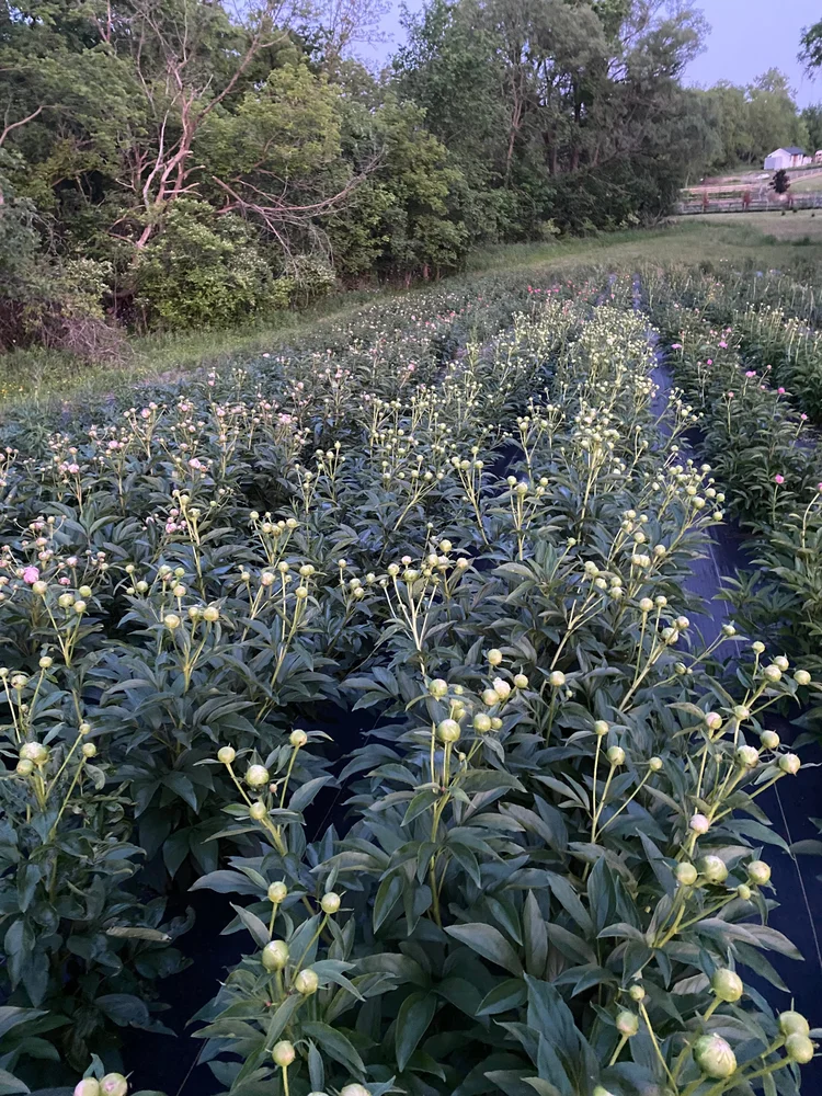 The Benefits of Growing Peonies on Your Flower Farm — Lynsey Taulbee
