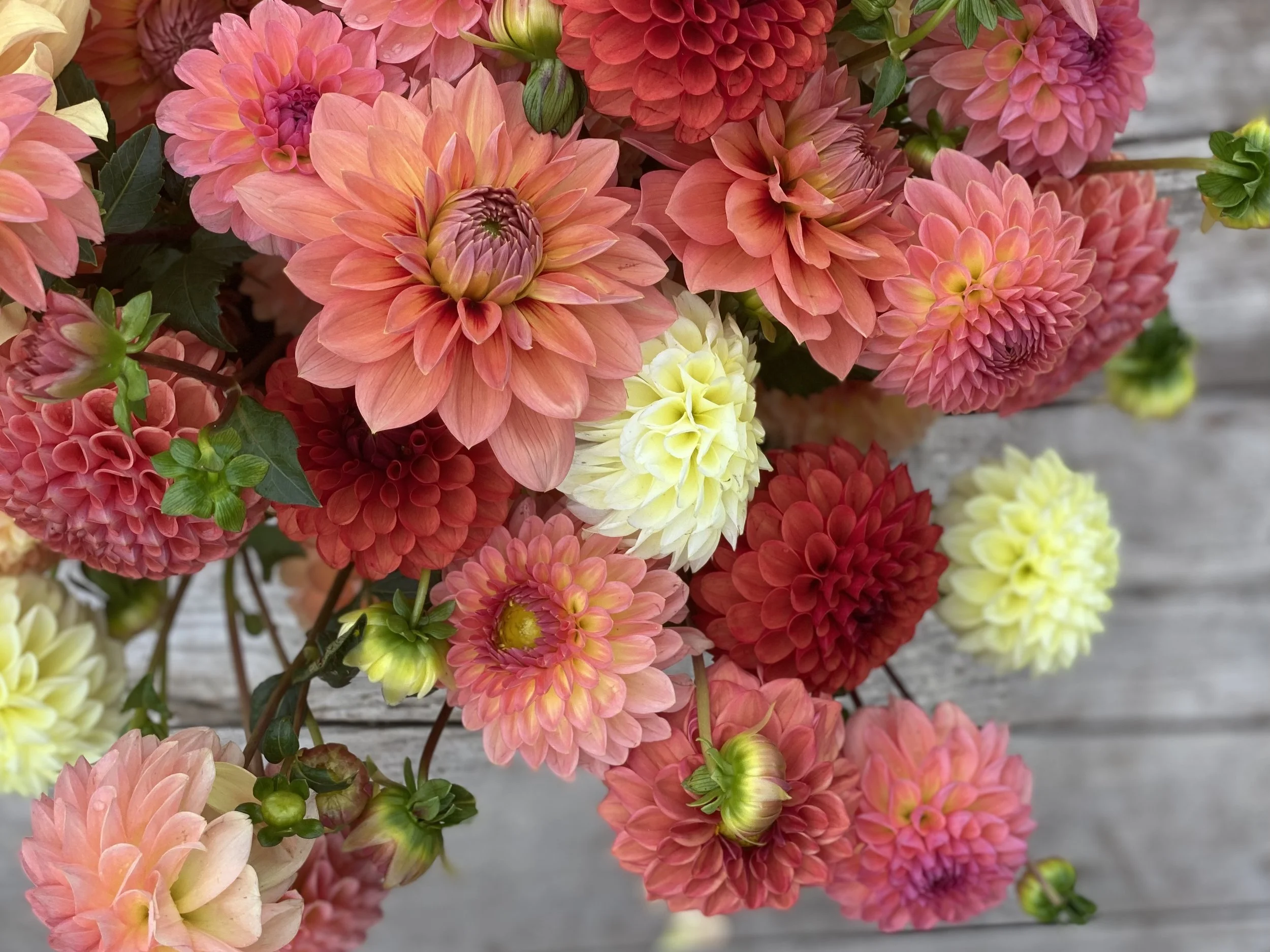 5 Best Dahlia Varieties to Grow Your First Season — Lynsey Taulbee