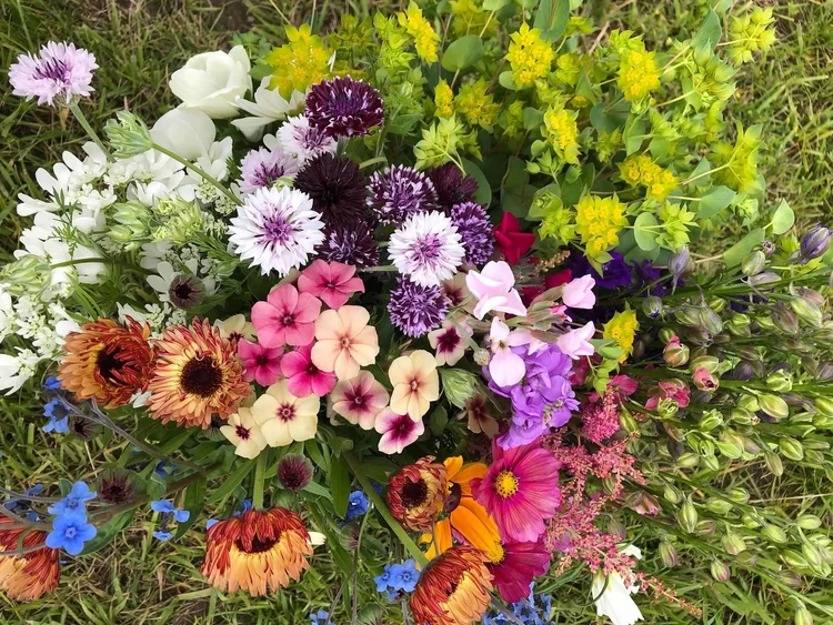 Your Complete No-Fuss Guide to Growing Cut Flowers — Lynsey Taulbee