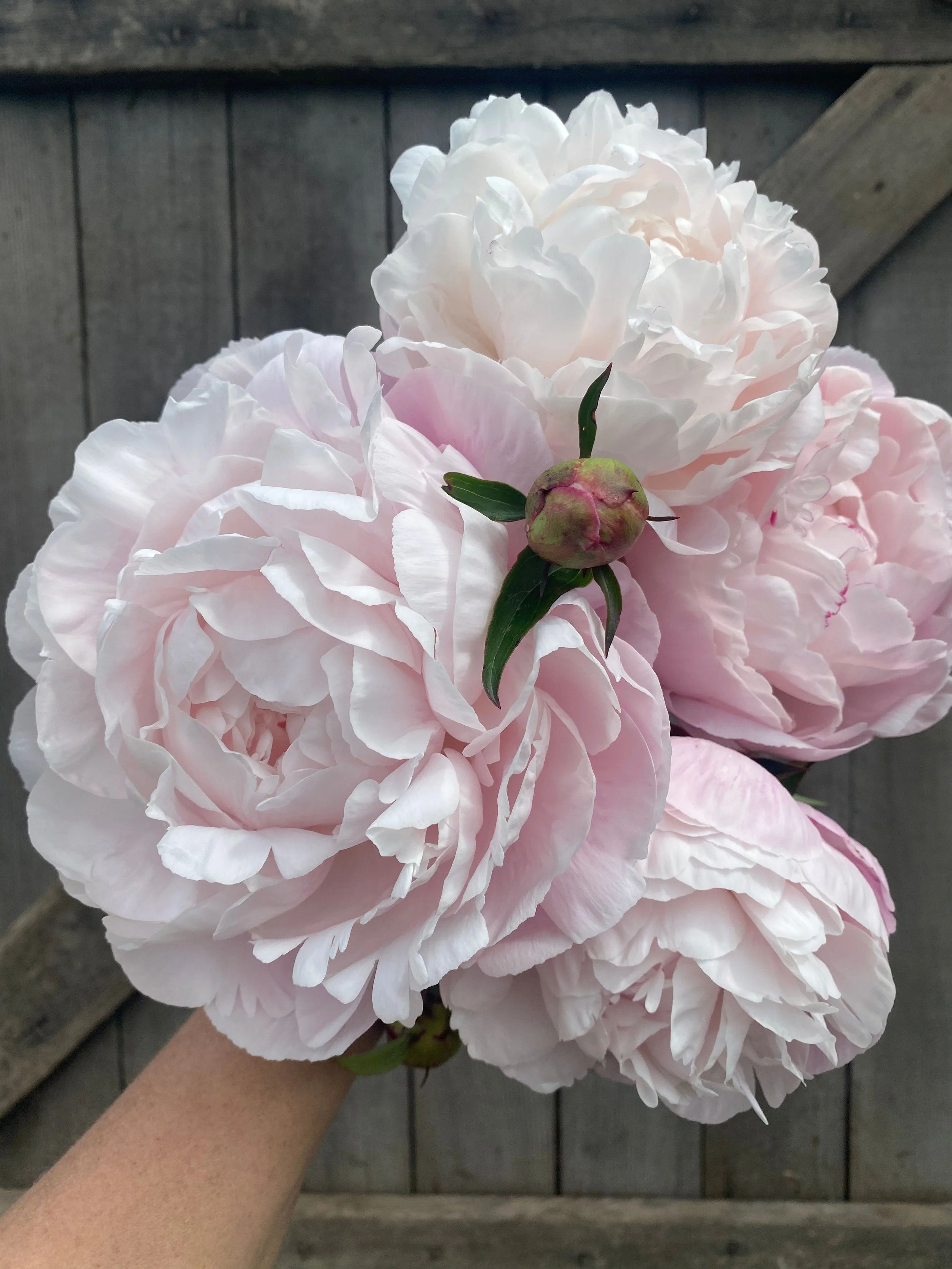 10 Must-Grow Peony Varieties for Flower Farmers — Lynsey Taulbee