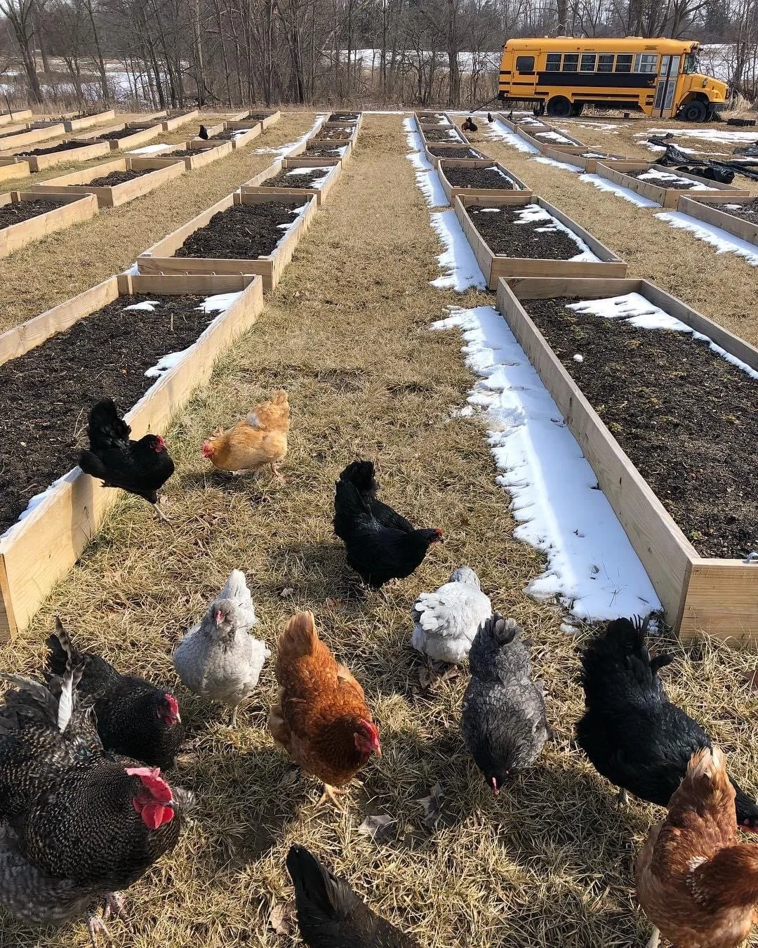 Are Raised Garden Beds Worth It for Flower Farming? Pros, Cons, and How ...