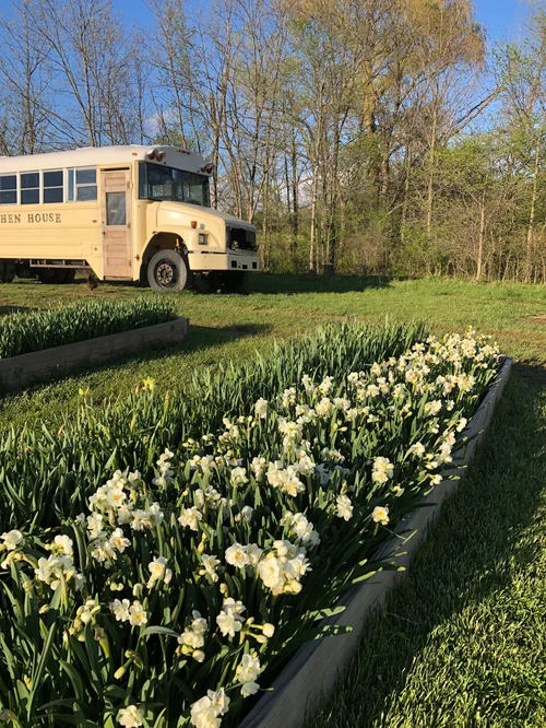 Are Raised Garden Beds Worth It for Flower Farming? Pros, Cons, and How ...