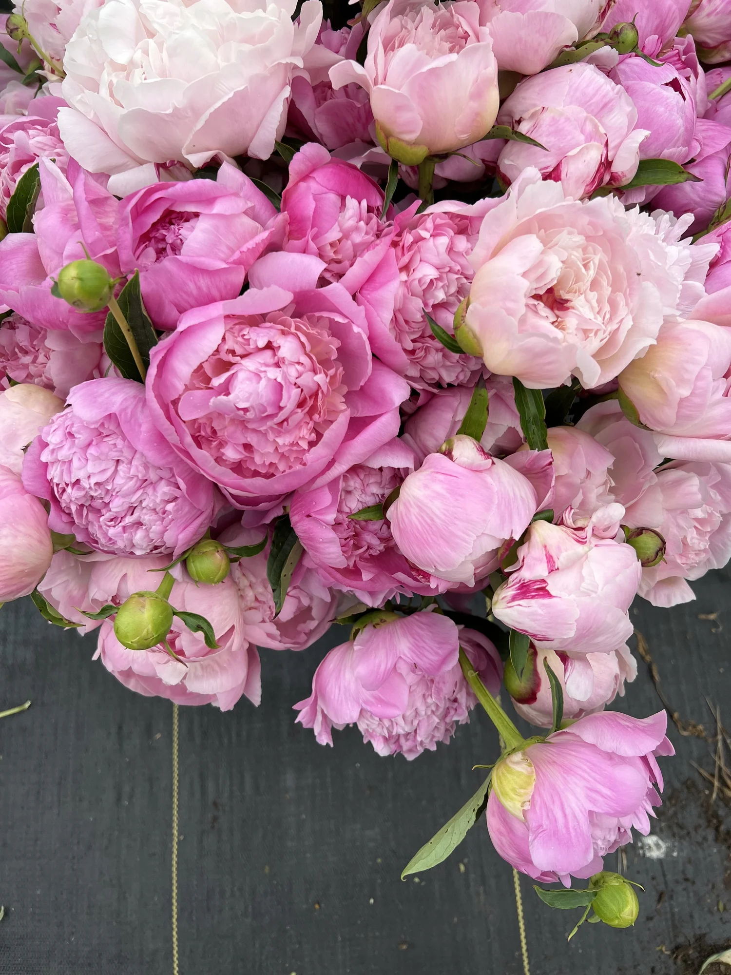 Peonies: How to Grow, Profit, and More | Lynsey Taulbee