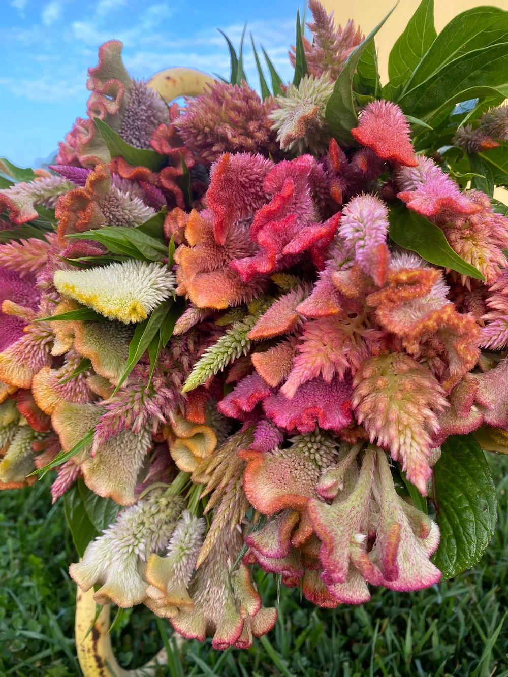 What Flowers to Grow Your First Season: A Sample Field Plan for New ...