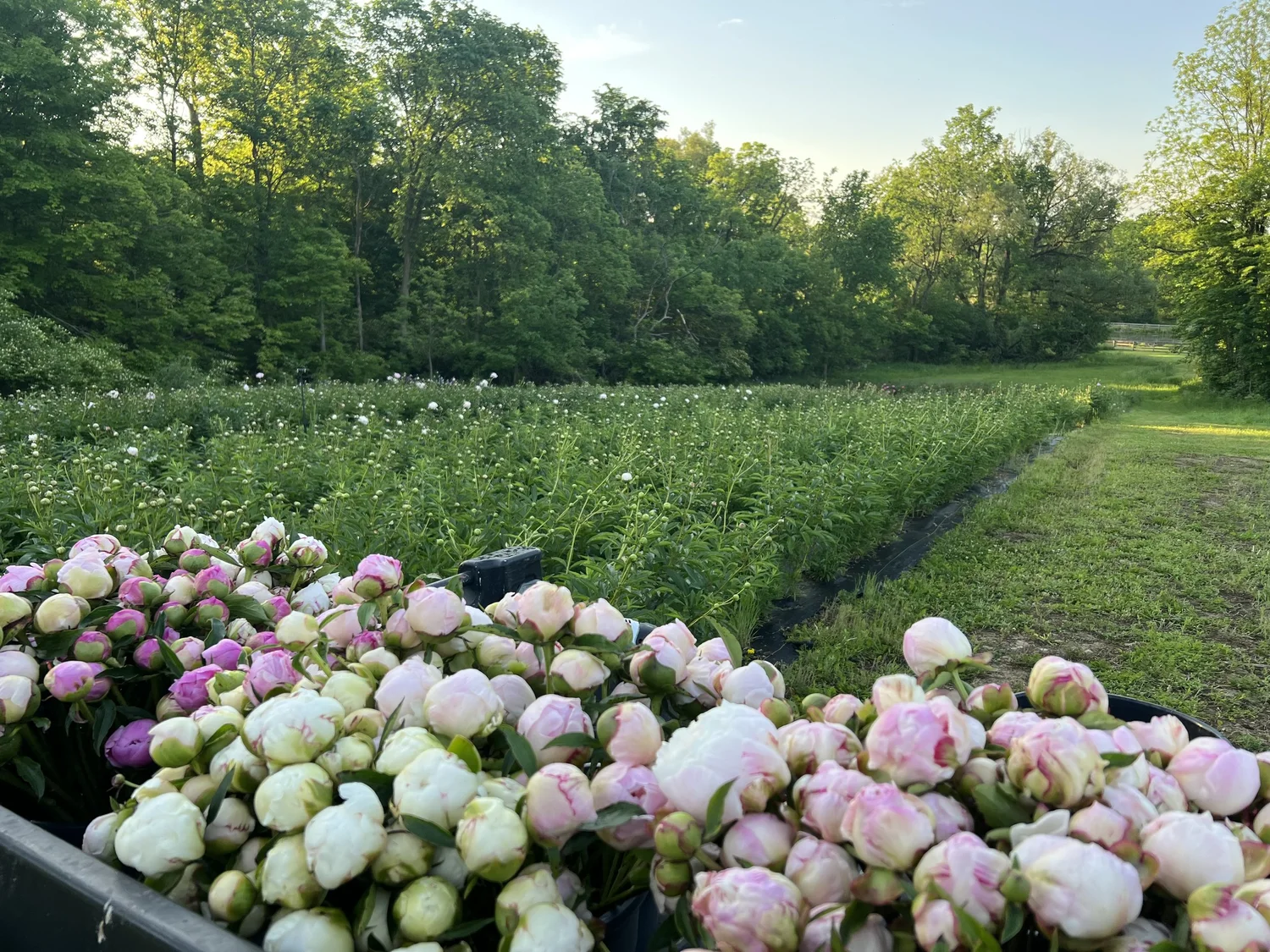 Growing Peonies for Profit: An Inside Look at What It Takes to Start a ...