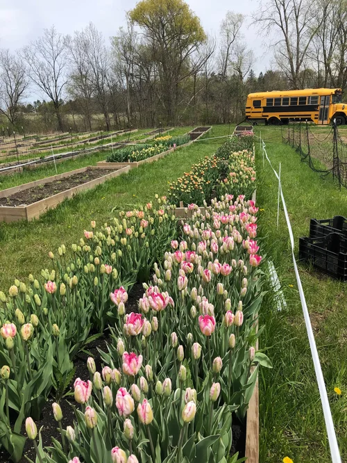 Are Raised Garden Beds Worth It for Flower Farming? Pros, Cons, and How ...
