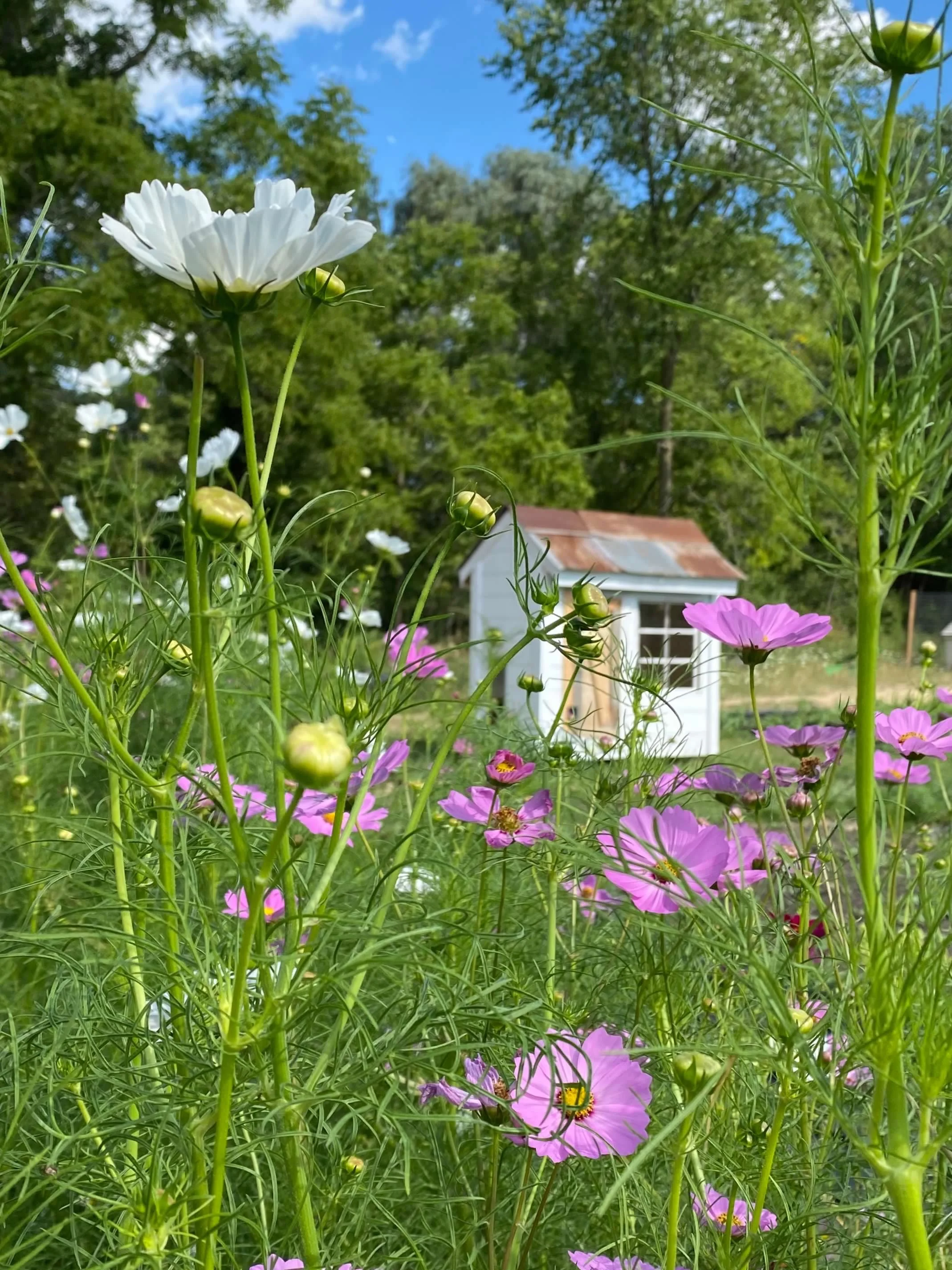 Your Complete No-Fuss Guide to Growing Cut Flowers — Lynsey Taulbee