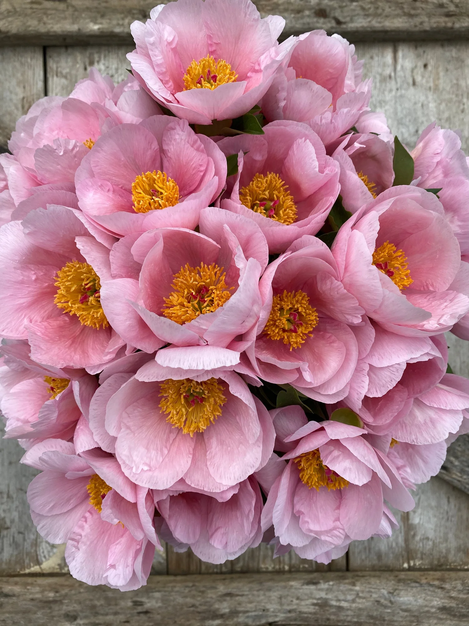 10 Must-Grow Peony Varieties for Flower Farmers — Lynsey Taulbee