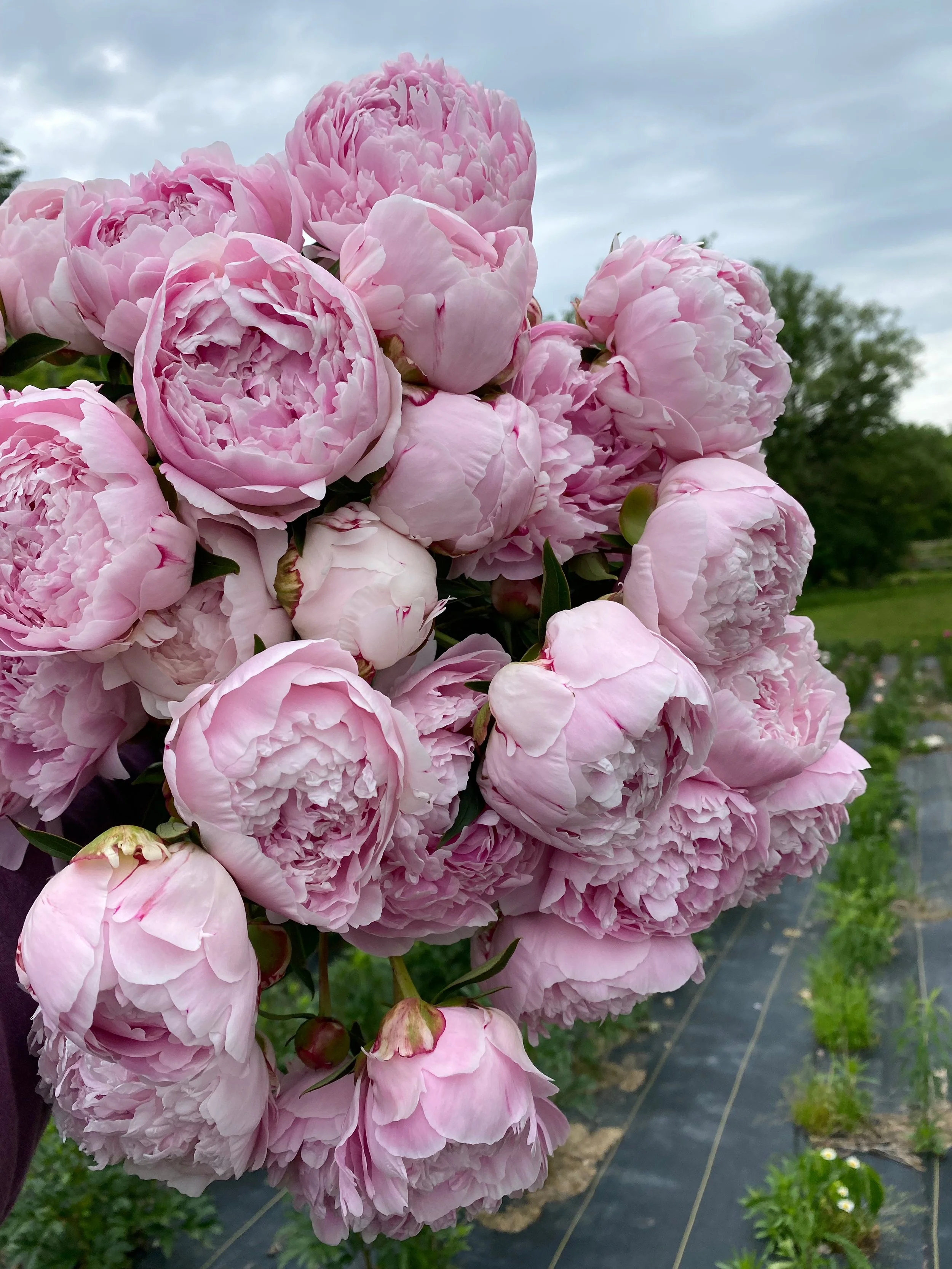 10 Must-Grow Peony Varieties for Flower Farmers — Lynsey Taulbee