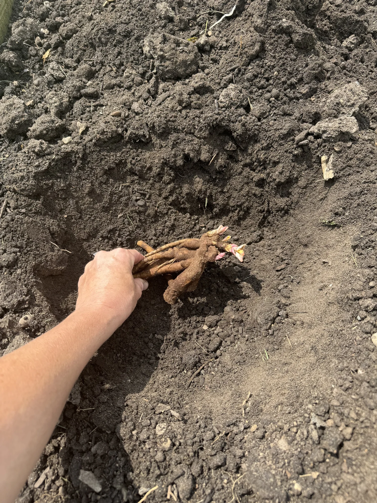 How to Plant Peony Roots: A Step-by-Step Guide — Lynsey Taulbee