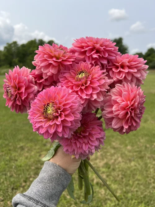 5 Best Dahlia Varieties to Grow — Lynsey Taulbee