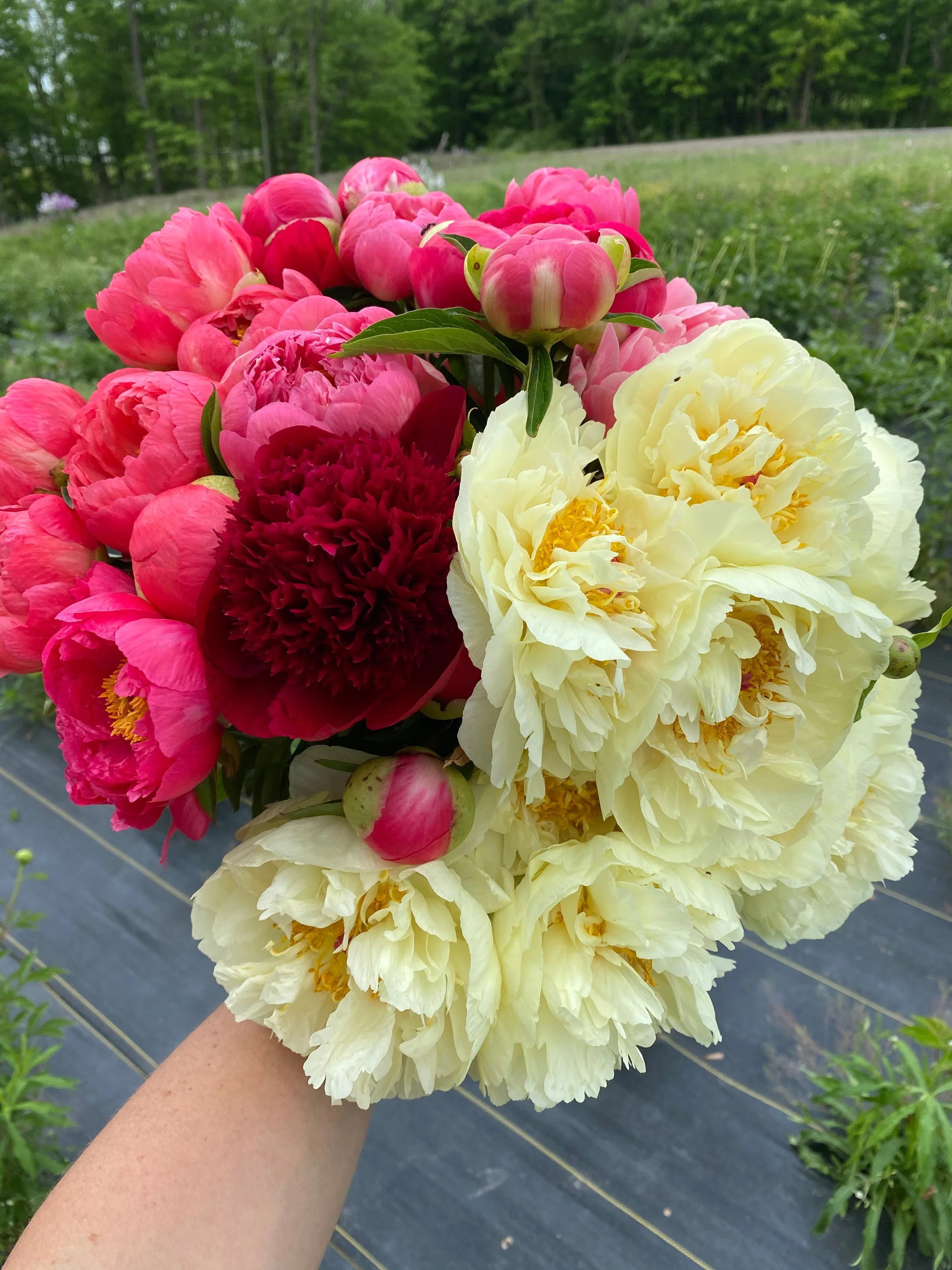 Peony Farming Profits and Expenses — Lynsey Taulbee