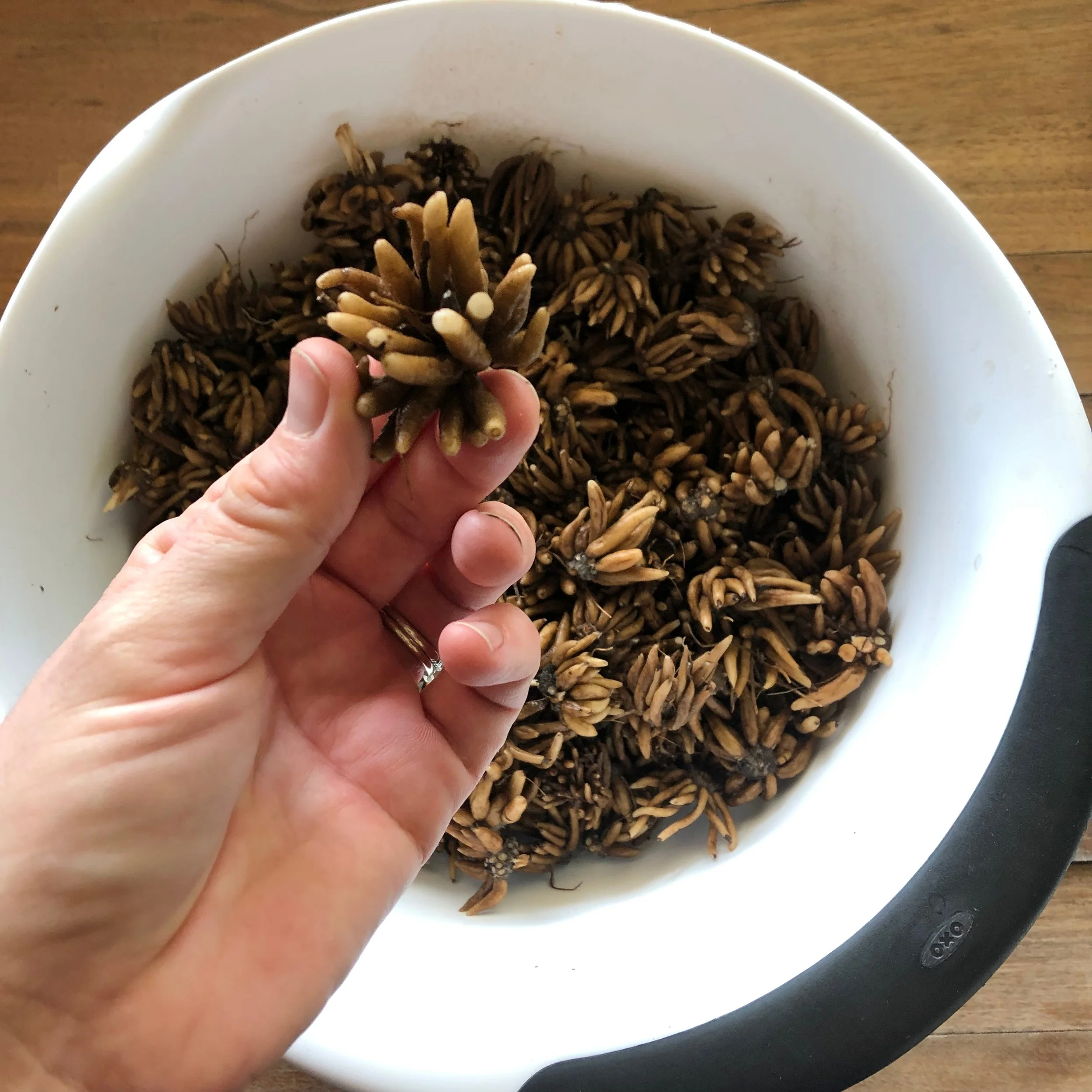 How to Grow Ranunculus — Lynsey Taulbee