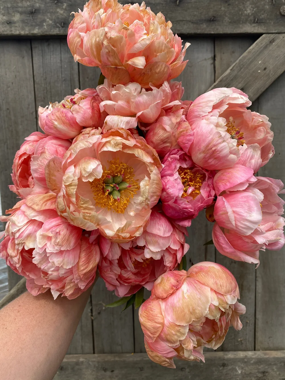 How to Grow Peonies on Your Flower Farm — Lynsey Taulbee