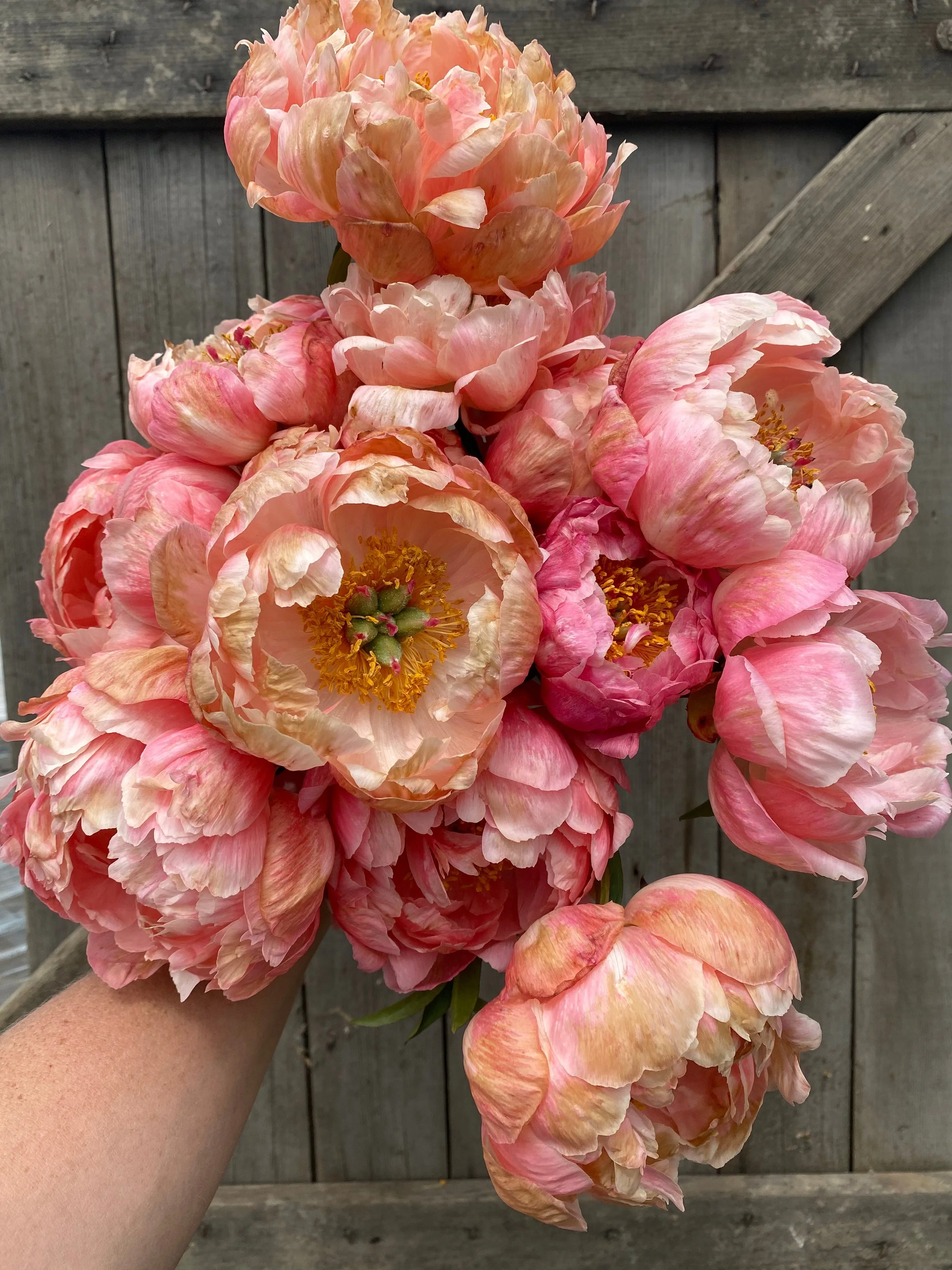 How to Grow Peonies on Your Flower Farm — Lynsey Taulbee
