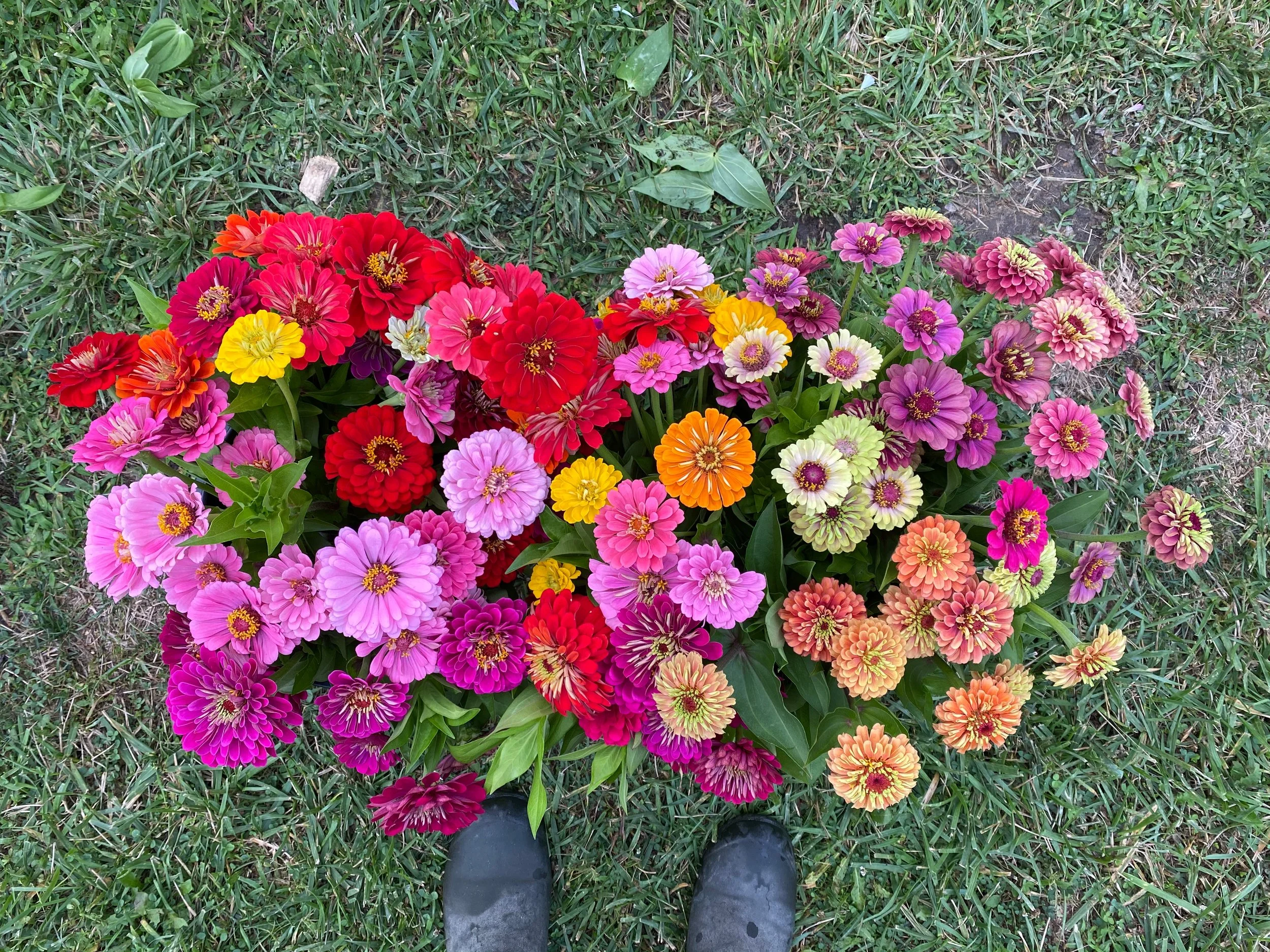 10 Tried and True Cut Flowers for Your Garden — Lynsey Taulbee