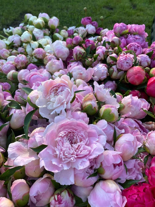 How to Grow Peonies on Your Flower Farm — Lynsey Taulbee