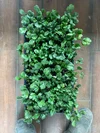 How to Grow Ranunculus — Lynsey Taulbee