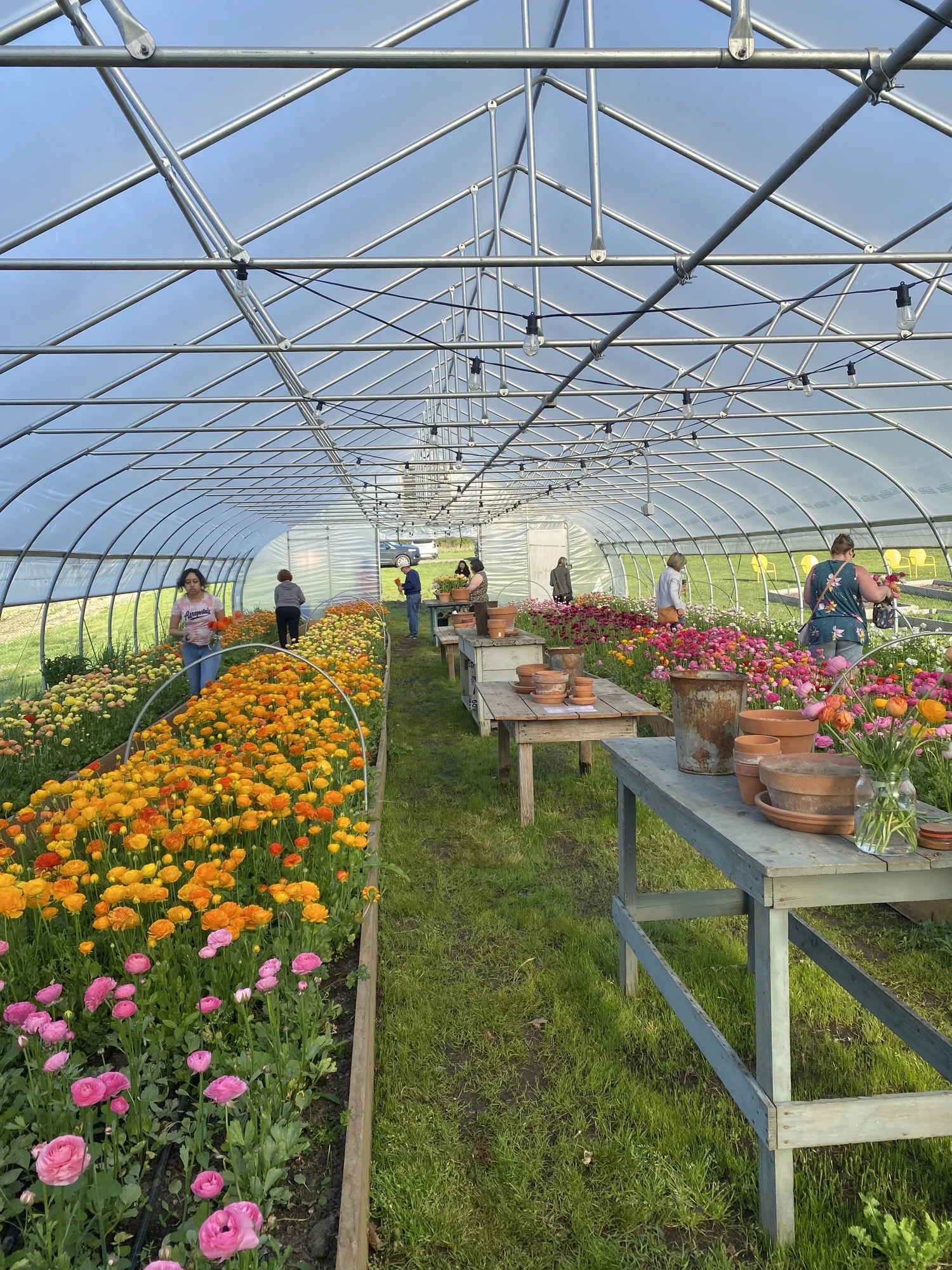 How My Flower Farm Continues to Generate Over $250,000 Year After Year ...
