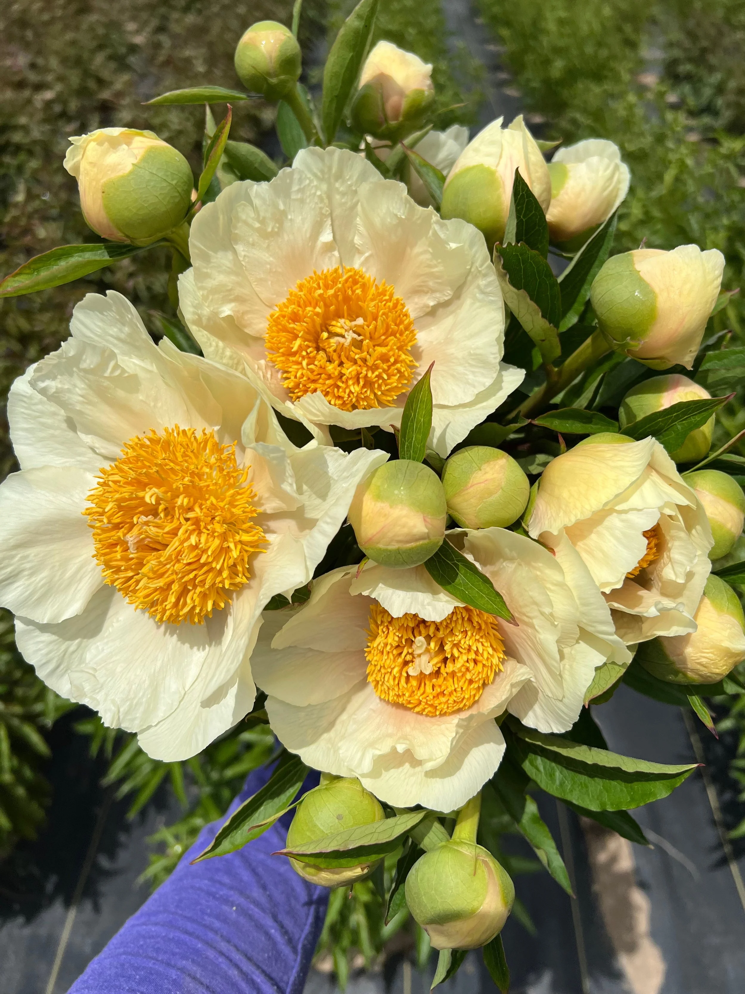 The Benefits of Growing Peonies on Your Flower Farm — Lynsey Taulbee
