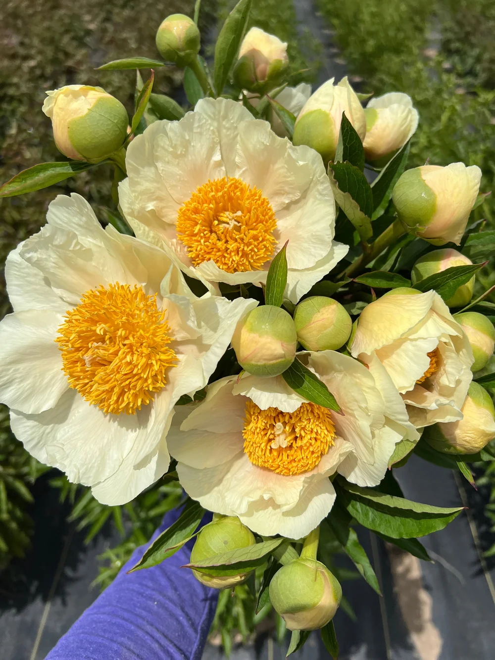 The Benefits of Growing Peonies on Your Flower Farm — Lynsey Taulbee