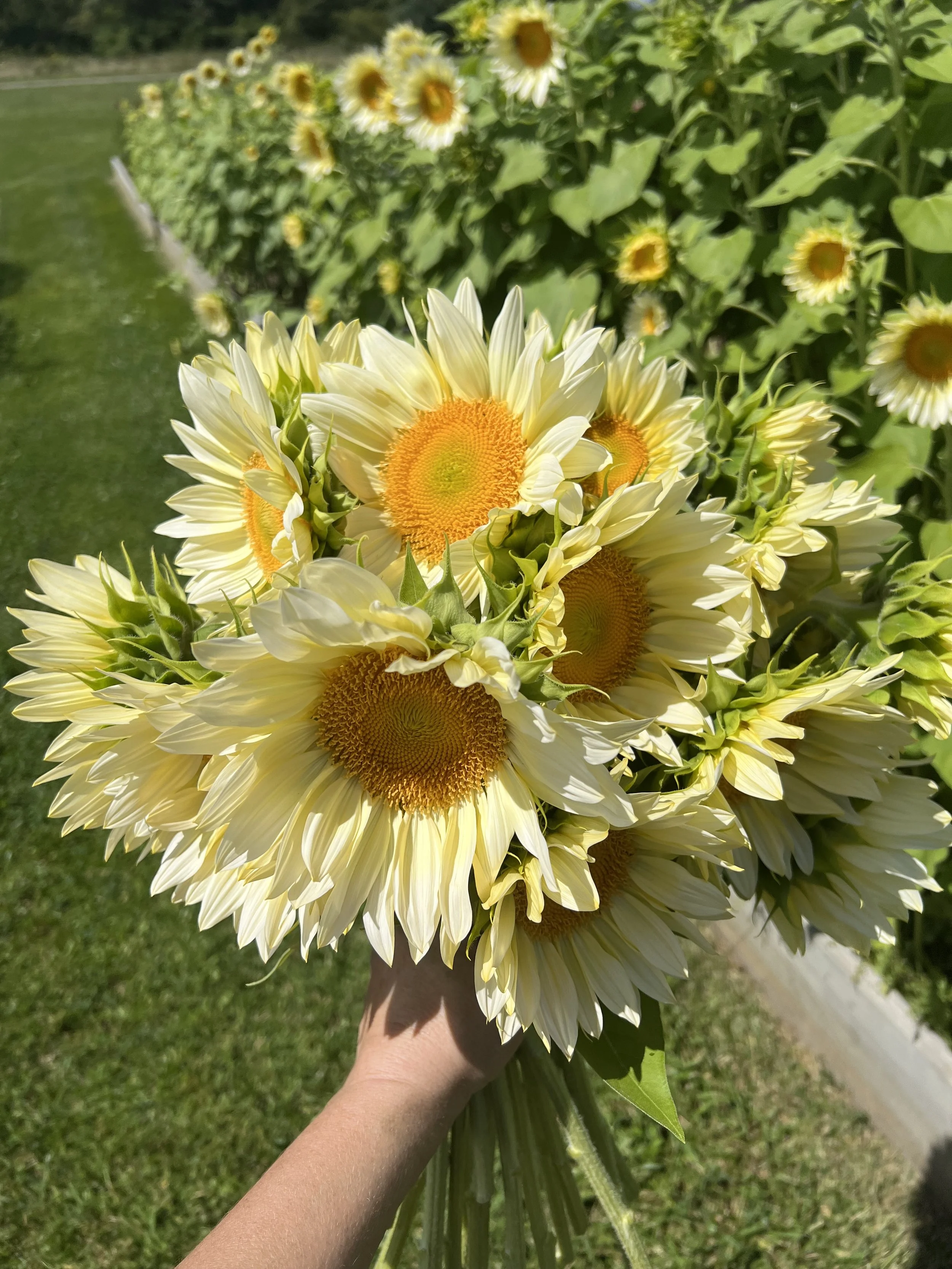 Maximizing Your Flower Farm's Profit: A Guide to Profit Planning ...