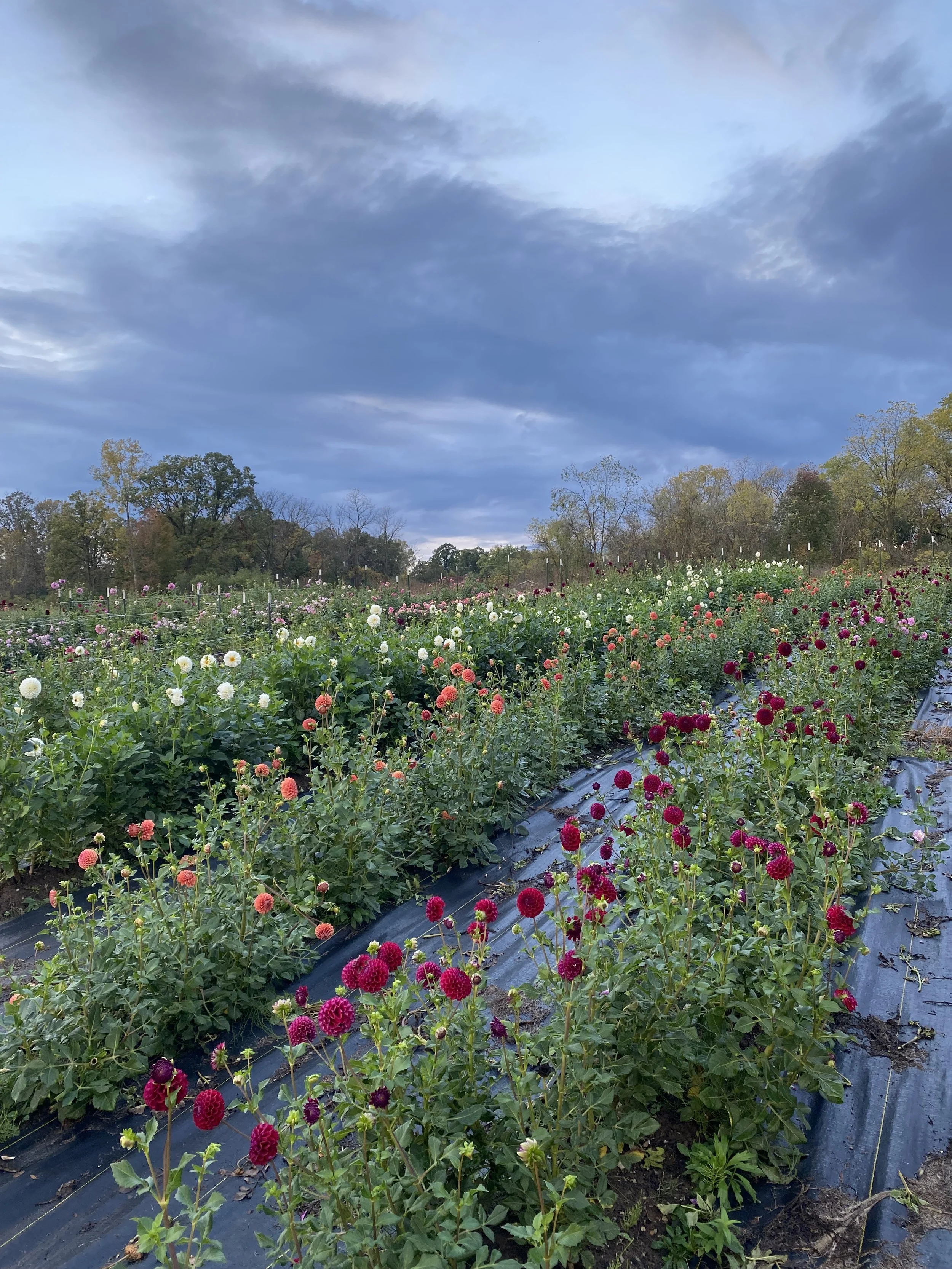 Growing Dahlias for Profit: How to Turn a Single Flower into Multiple ...
