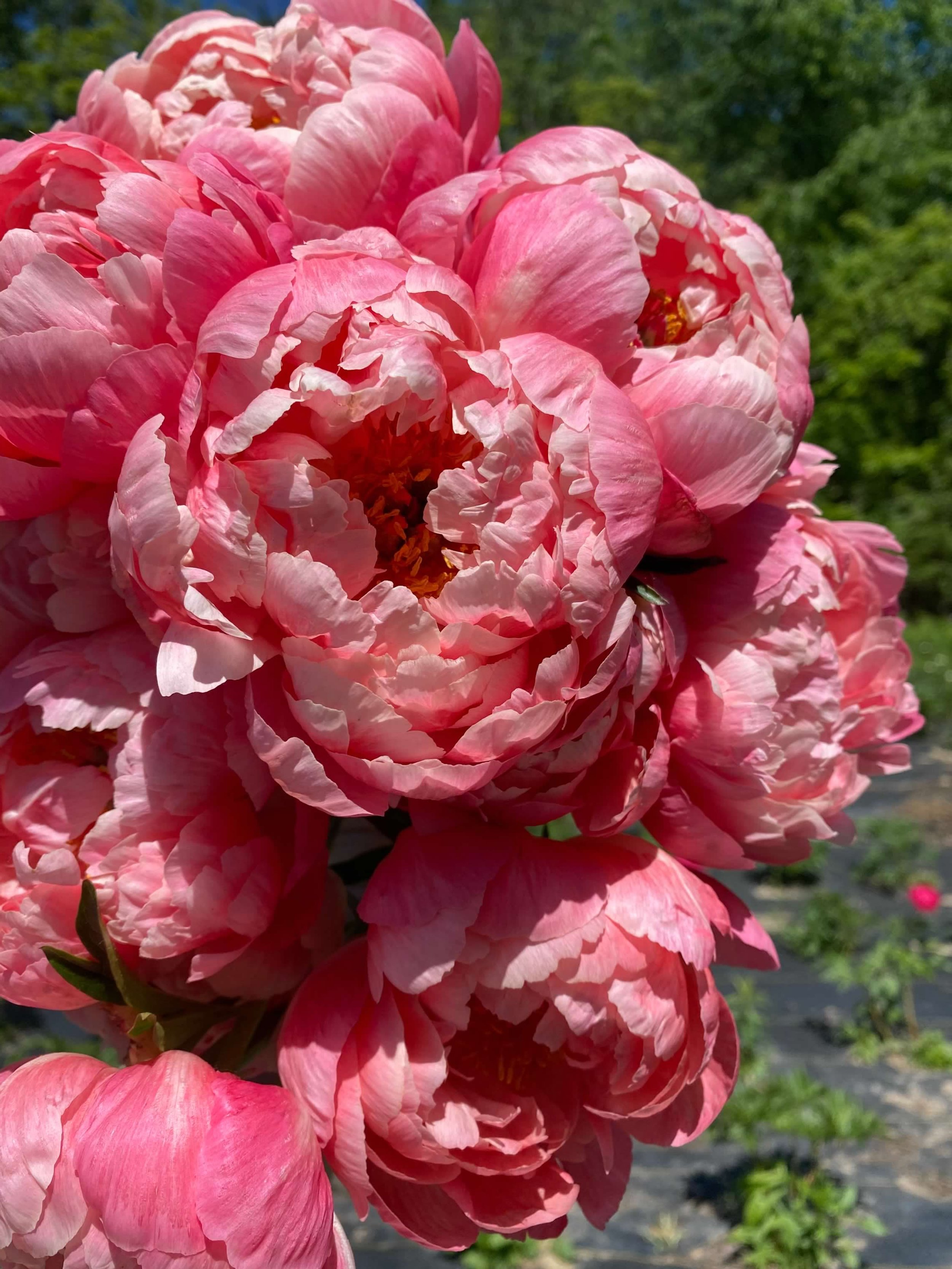 10 Must-Grow Peony Varieties for Flower Farmers — Lynsey Taulbee