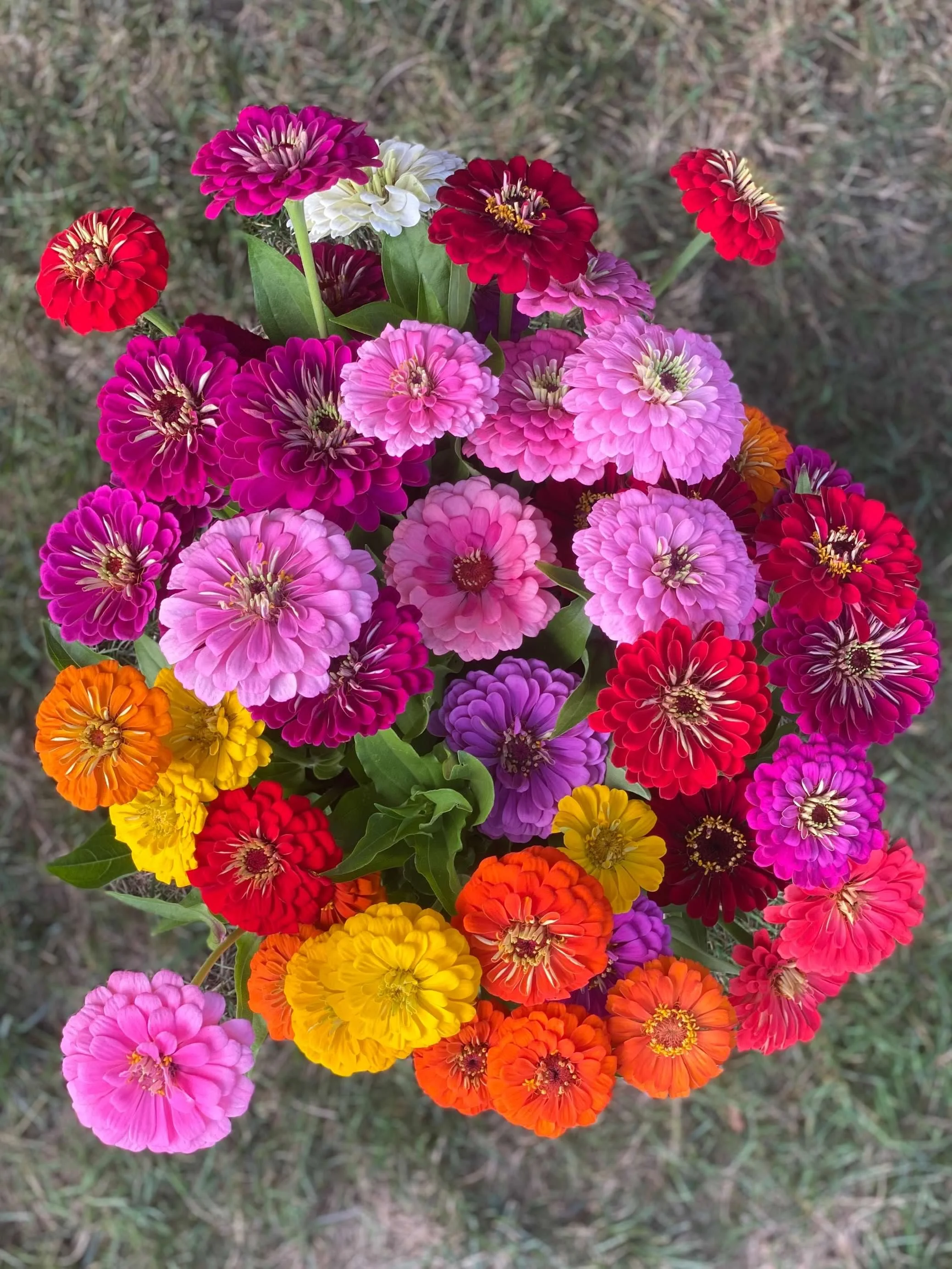 10 Tried and True Cut Flowers for Your Garden — Lynsey Taulbee