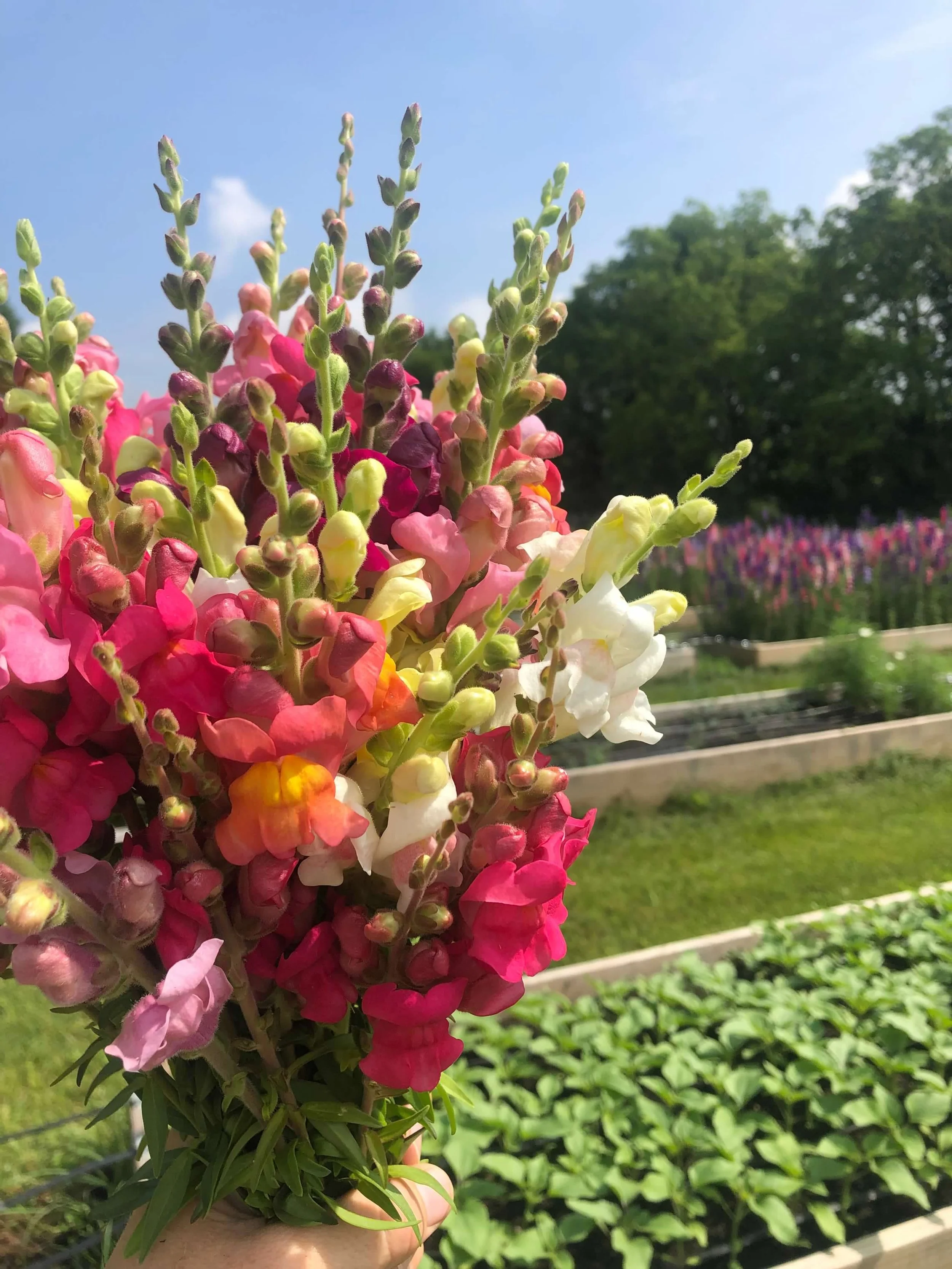 10 Tried and True Cut Flowers for Your Garden — Lynsey Taulbee