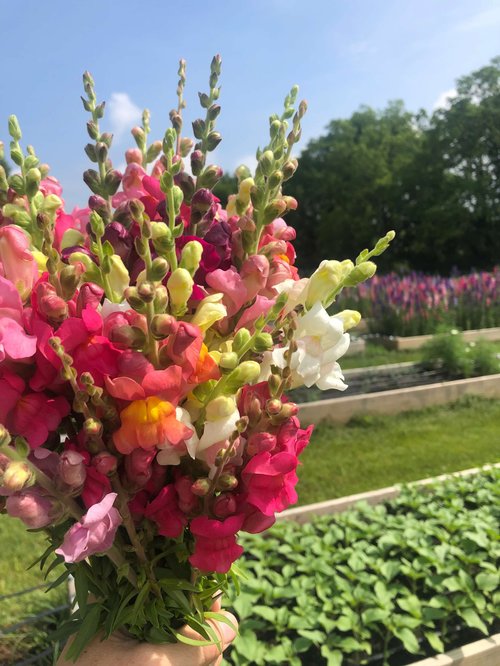 10 Tried and True Cut Flowers for Your Garden — Lynsey Taulbee