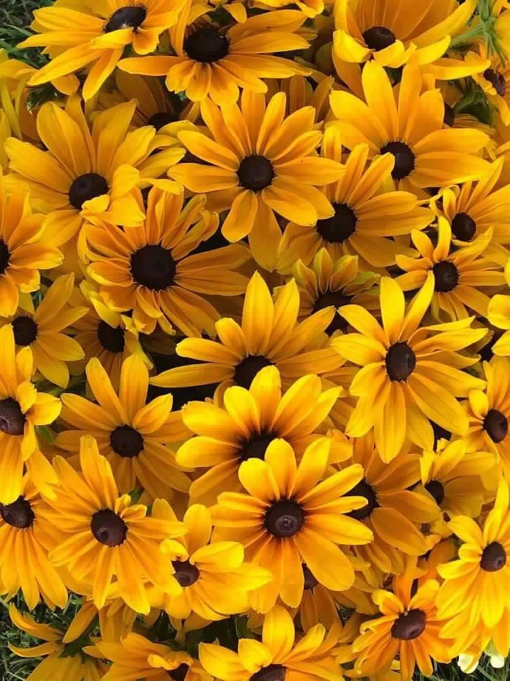 10 Tried and True Cut Flowers for Your Garden — Lynsey Taulbee