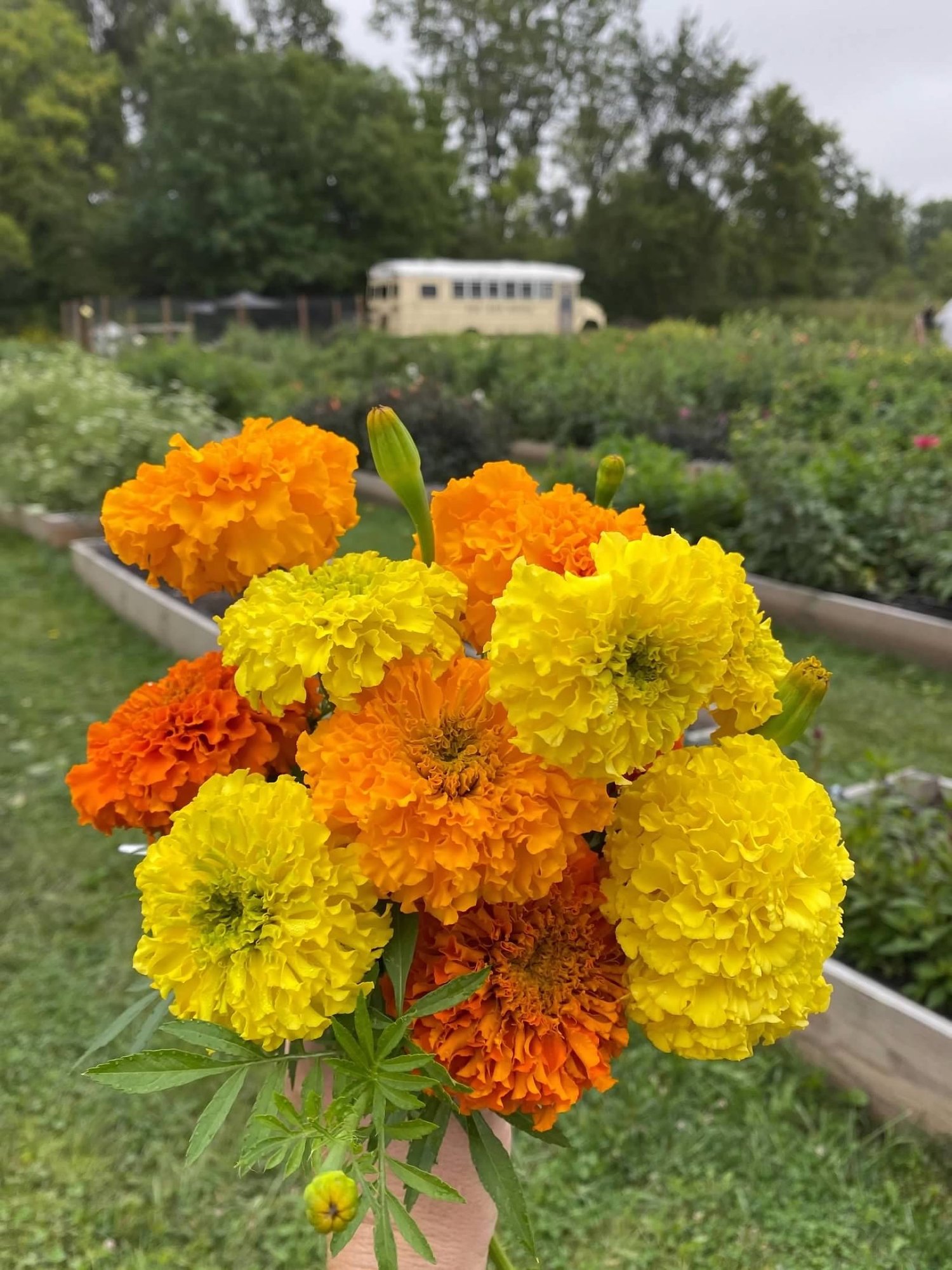 Flowers to Grow for Fall-Inspired Bouquets — Lynsey Taulbee