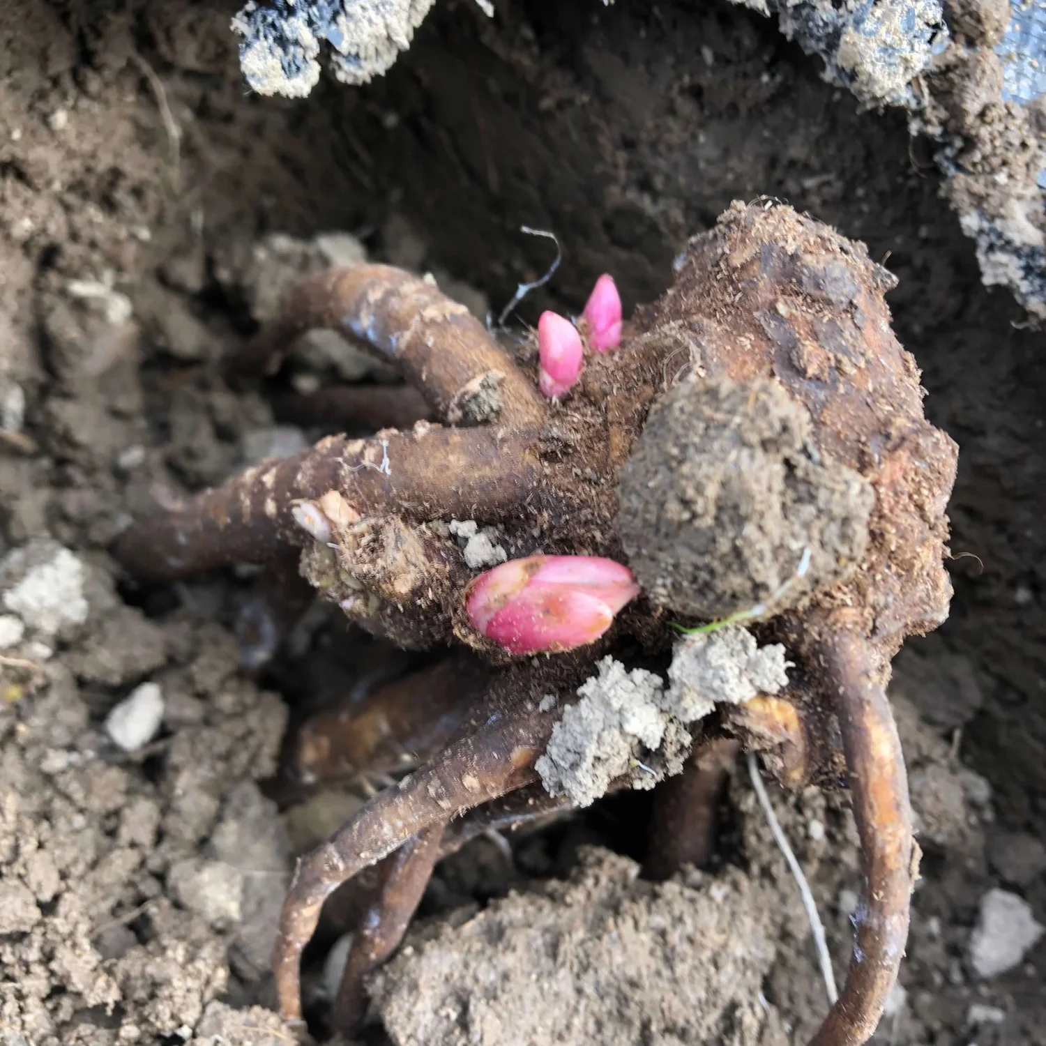 How to Grow Peonies on Your Flower Farm — Lynsey Taulbee