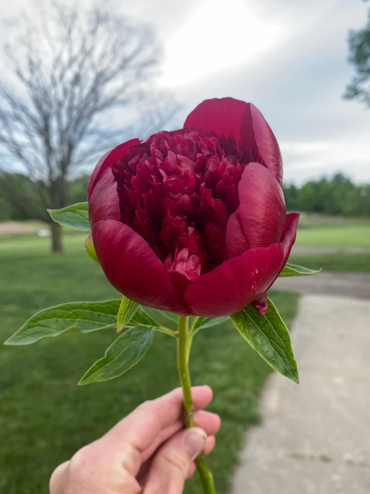 10 Must-Grow Peony Varieties for Flower Farmers — Lynsey Taulbee
