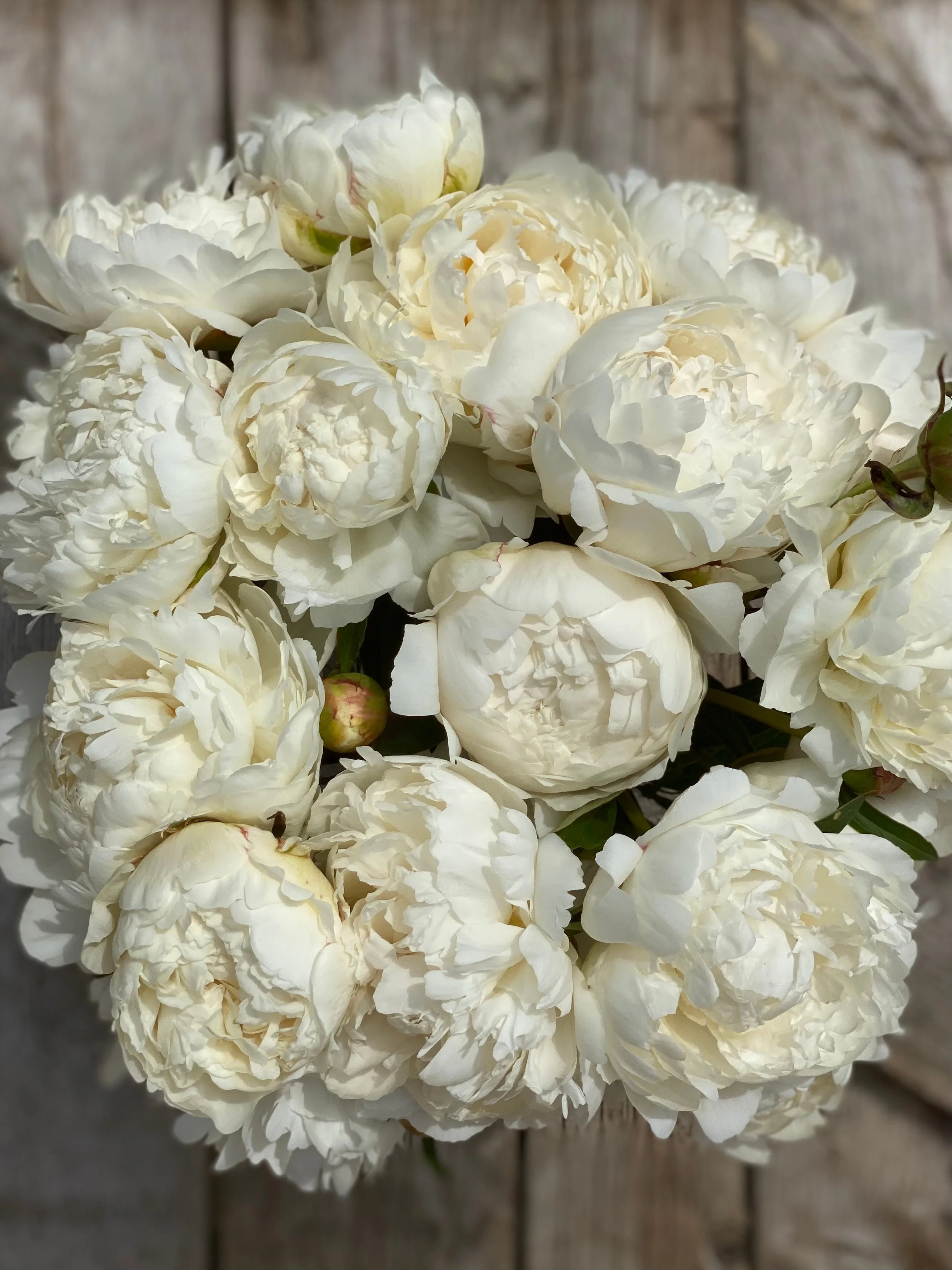 10 Must-Grow Peony Varieties for Flower Farmers — Lynsey Taulbee