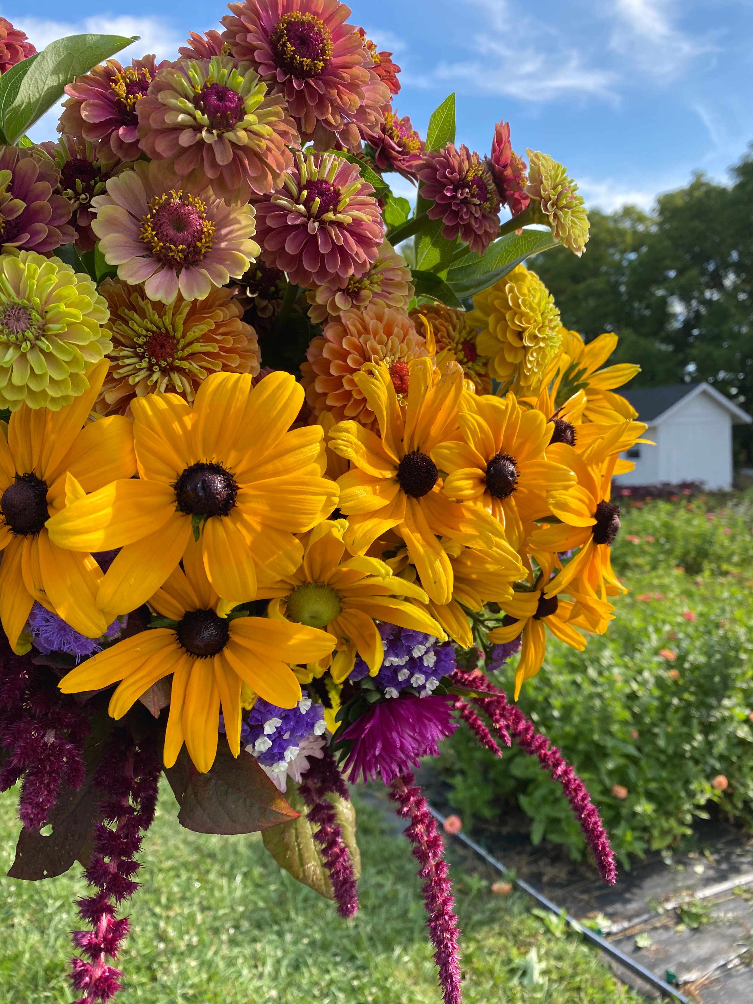10 Tried and True Cut Flowers for Your Garden — Lynsey Taulbee